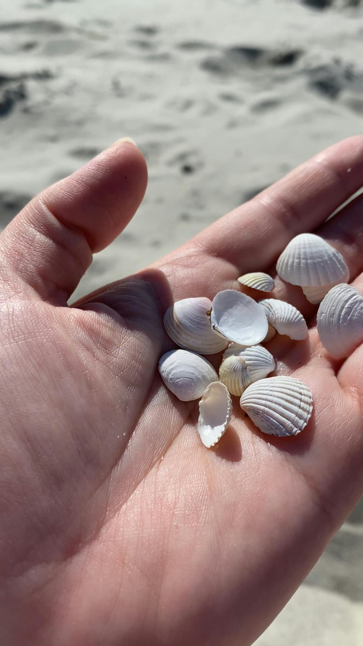 Sea Shells Videos, Download The BEST Free 4k Stock Video Footage & Sea ...