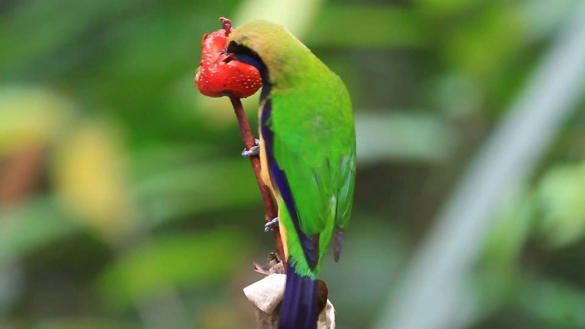 A Wild Bird Eating On A Hanging Wooden Board Filled With Food Free ...