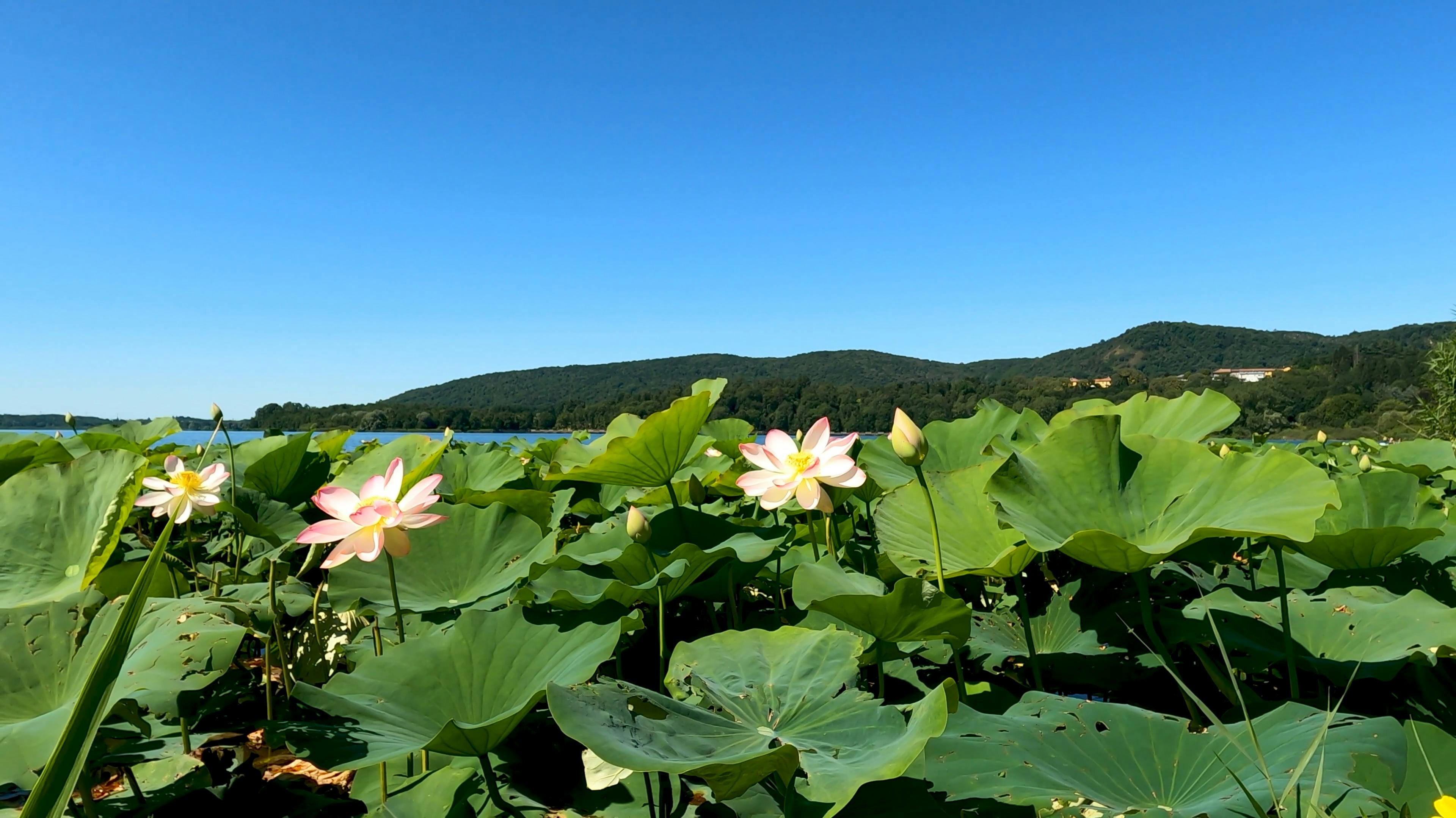 Lotus Plants Under a Clear Blue Sky · Free Stock Video