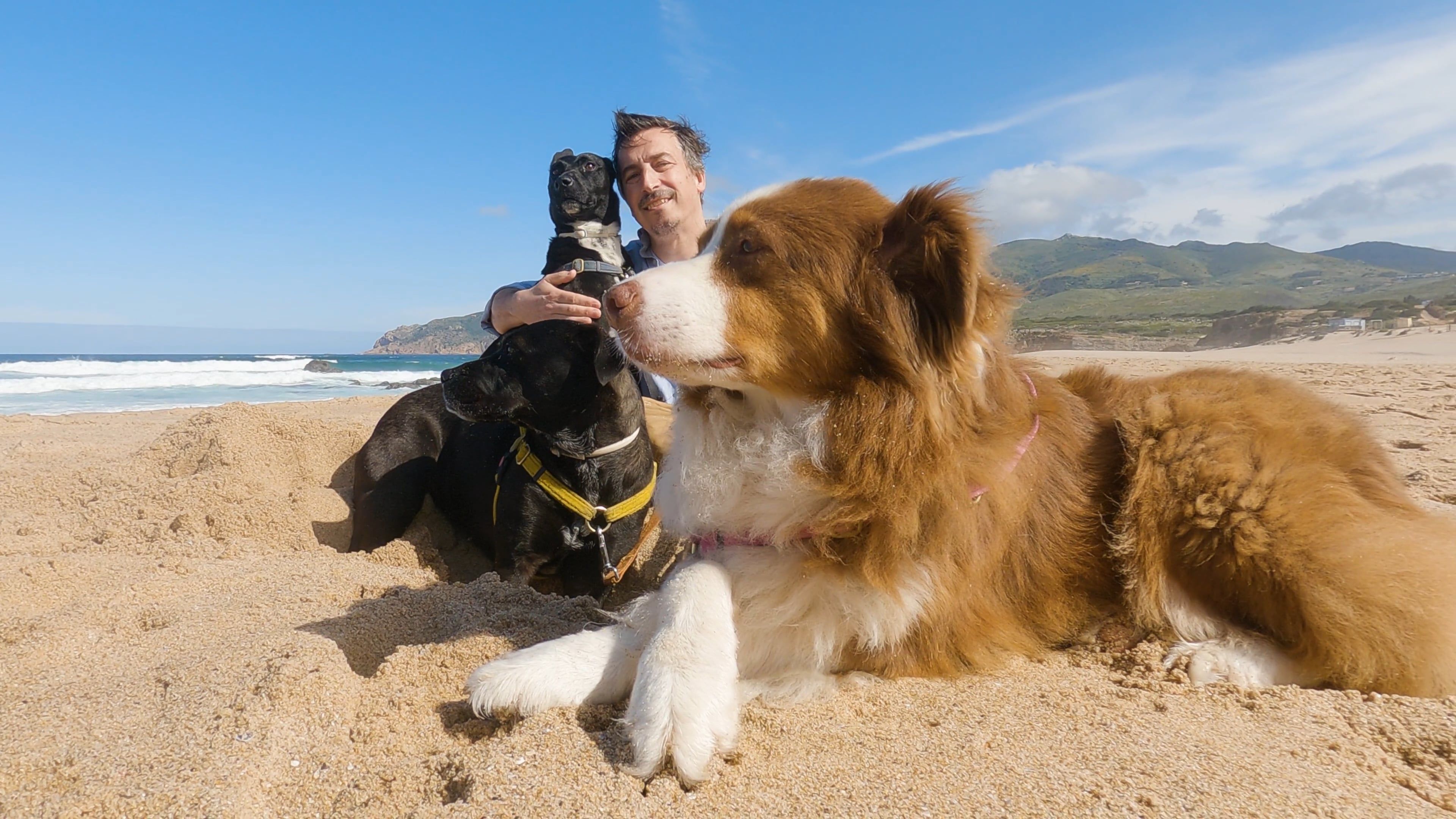 Man and his Dogs Posing for the Camera · Free Stock Video