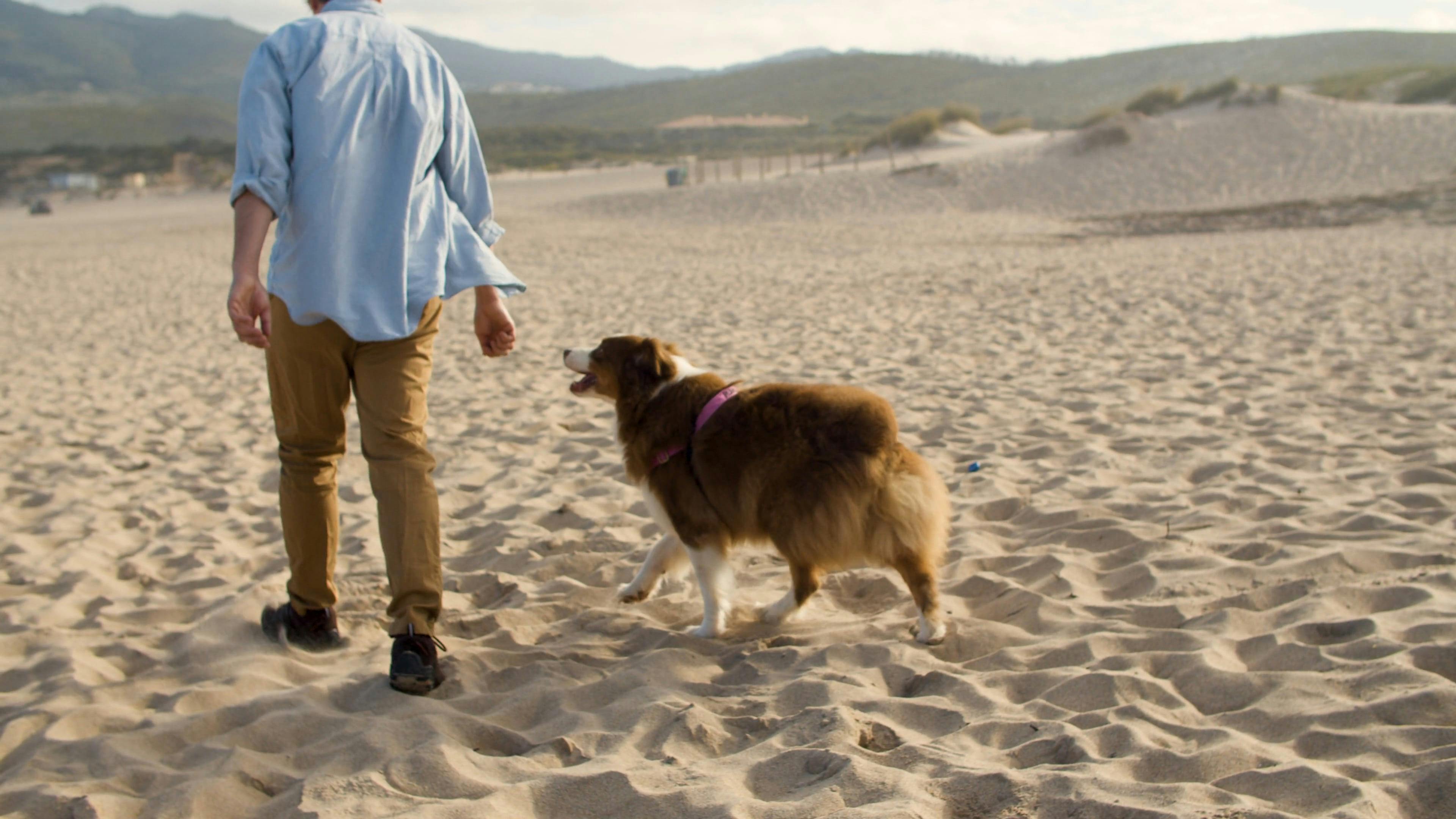 Dog Following a Man · Free Stock Video