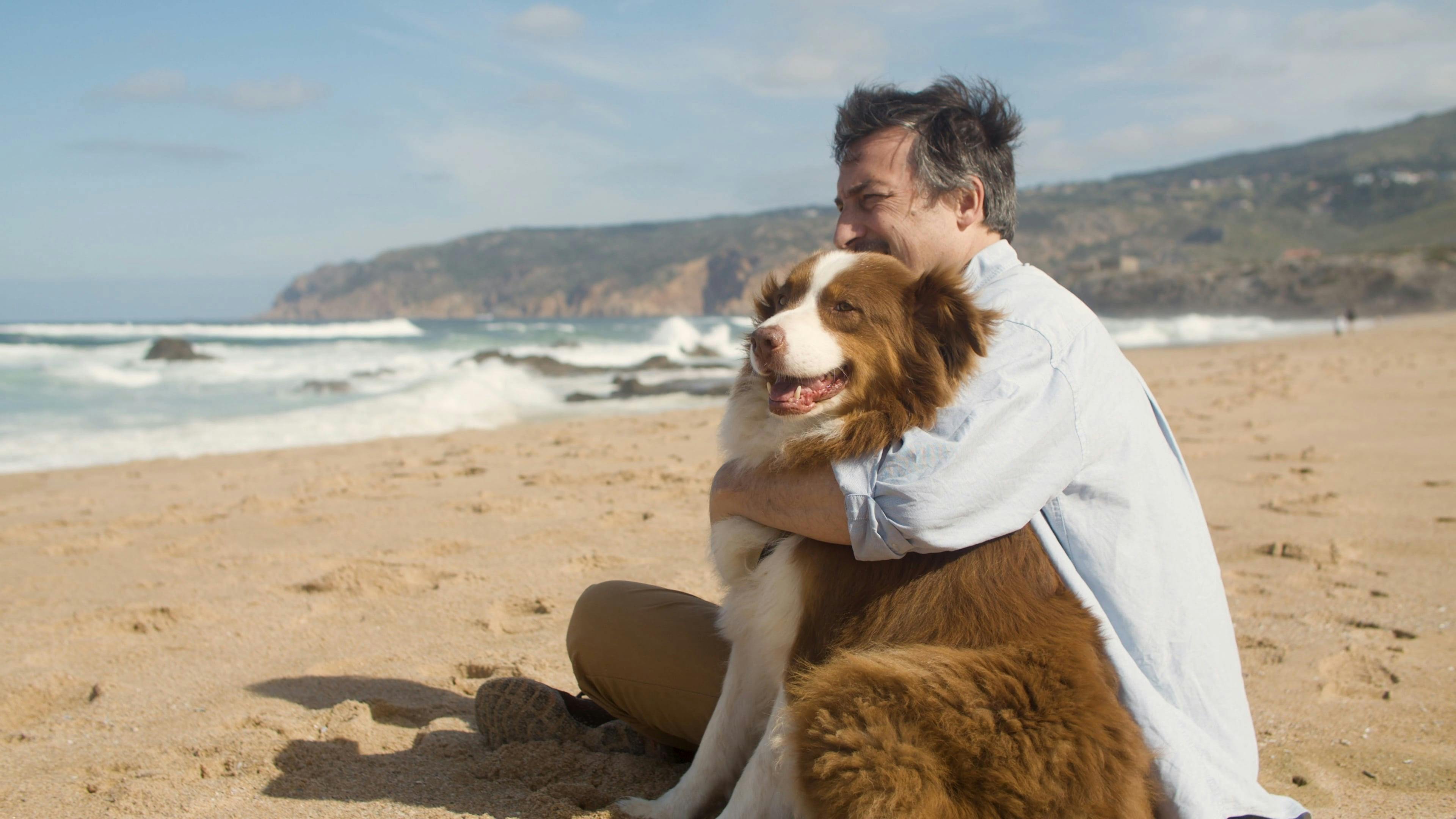 Man Hugging His Dog in a Beach · Free Stock Video
