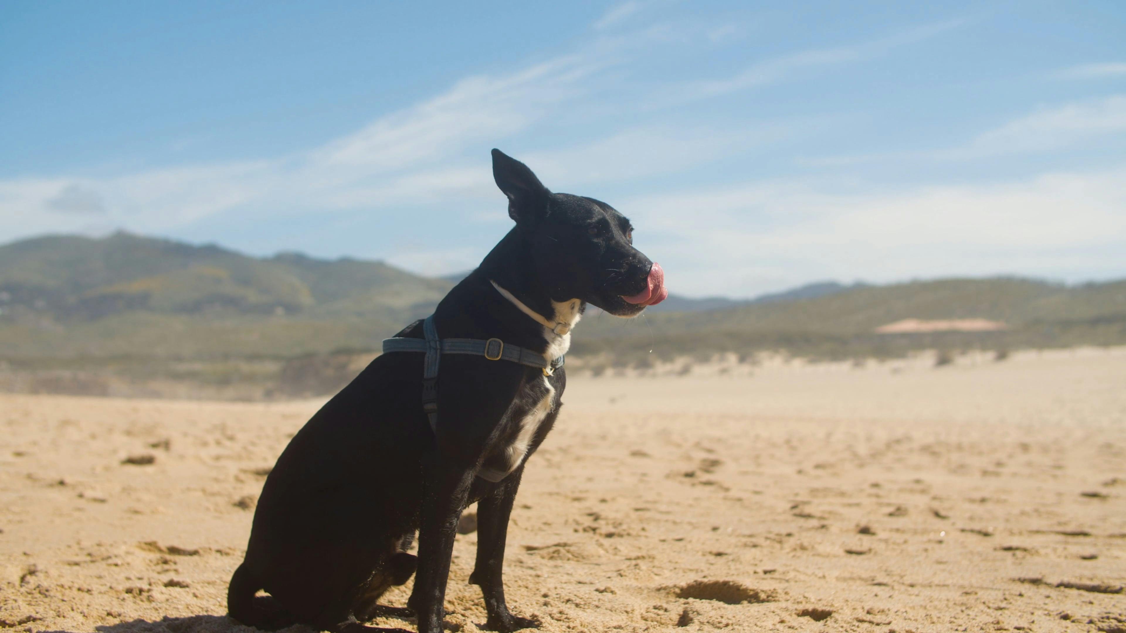 Dog Parki Videos, Download The BEST Free 4k Stock Video Footage & Dog Parki HD Video Clips