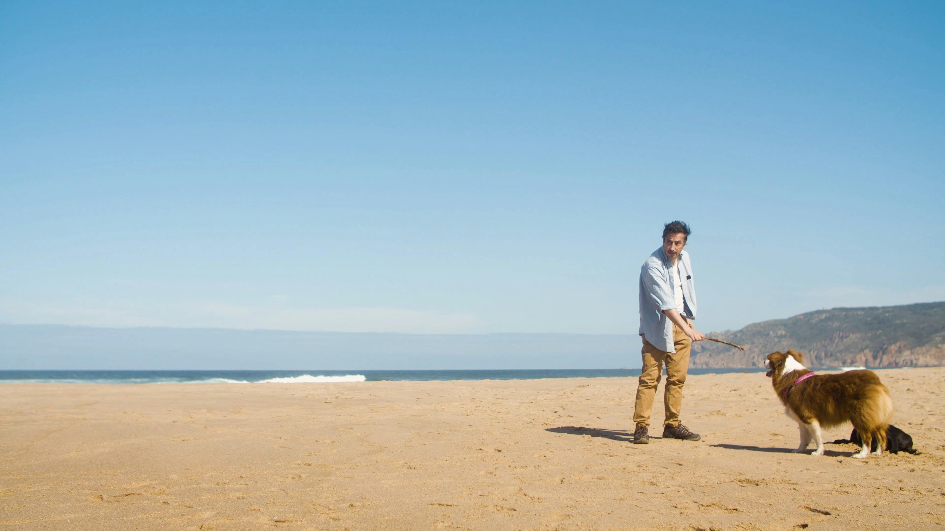 Man Playing Fetch with his Dogs · Free Stock Video