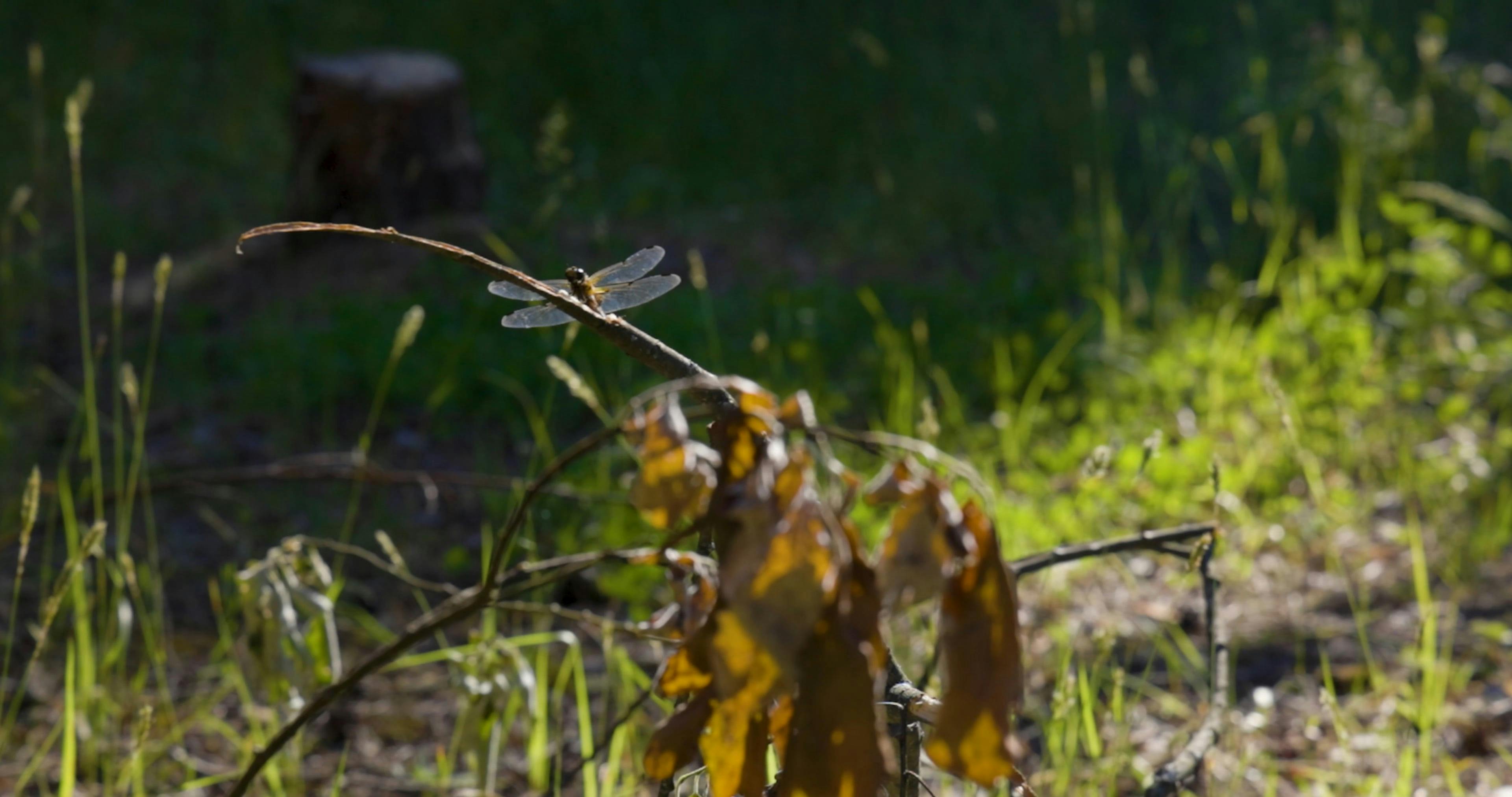 Vídeos de stock gratuitos sobre al aire libre, alas, alas de libélula ...