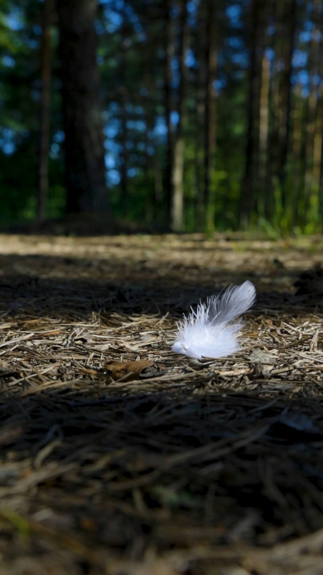 Close Up Video of Feather on the Ground Free Stock Video Footage ...