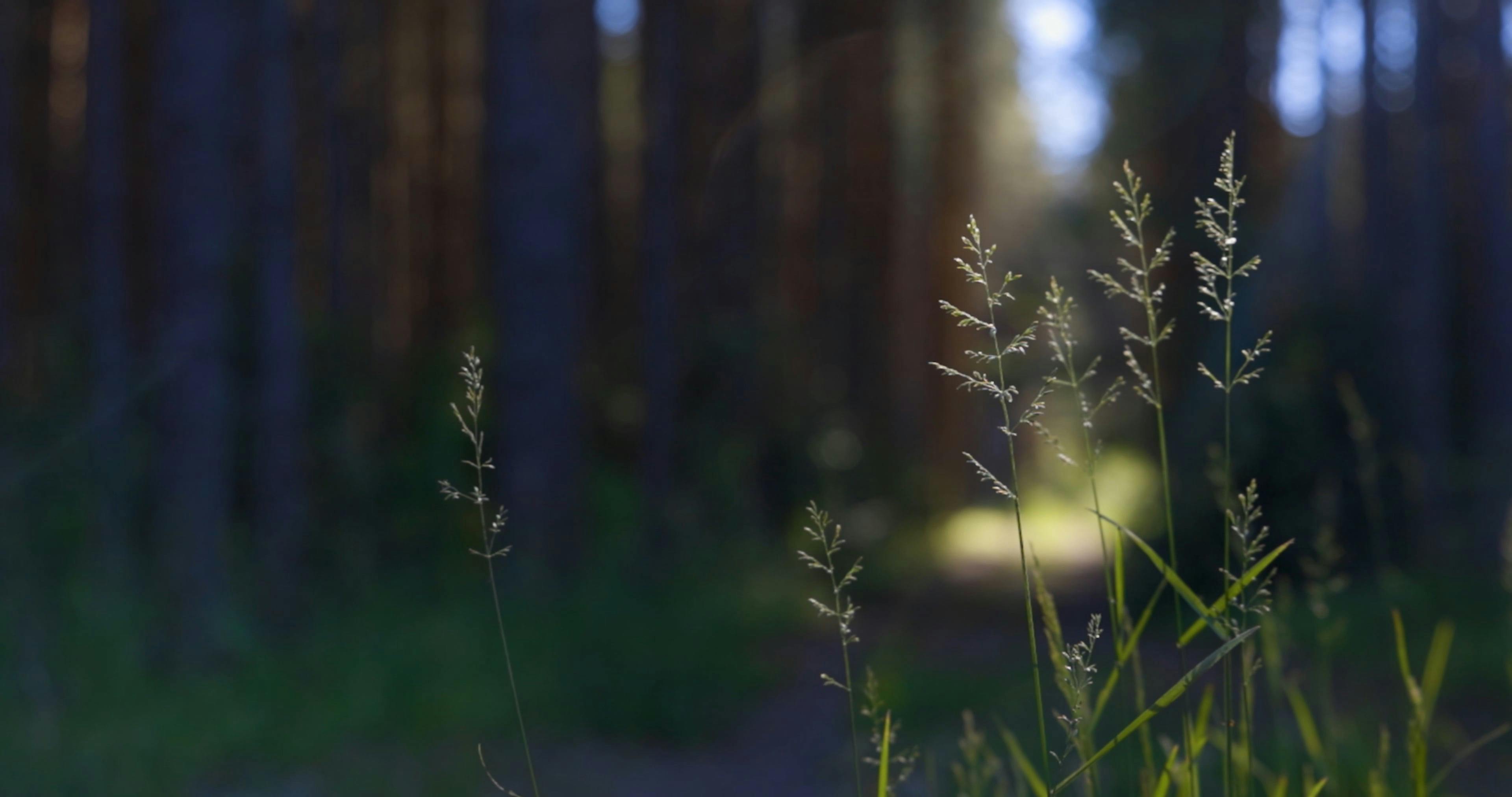 Awareness Hike Videos, Download The BEST Free 4k Stock Video Footage ...