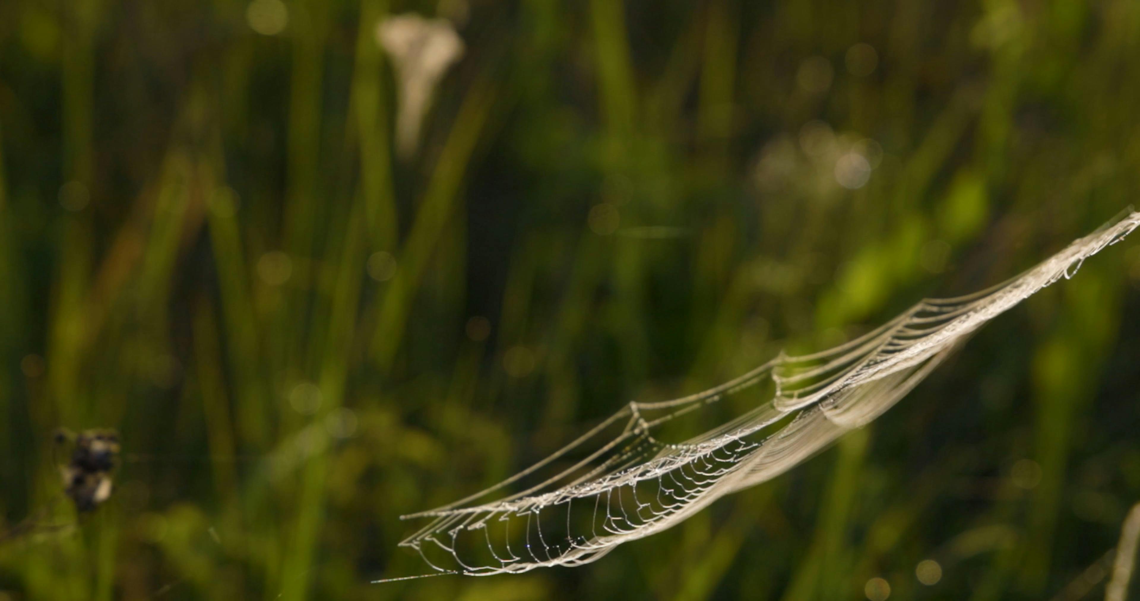 Beautiful Spider Videos, Download The BEST Free 4k Stock Video Footage ...