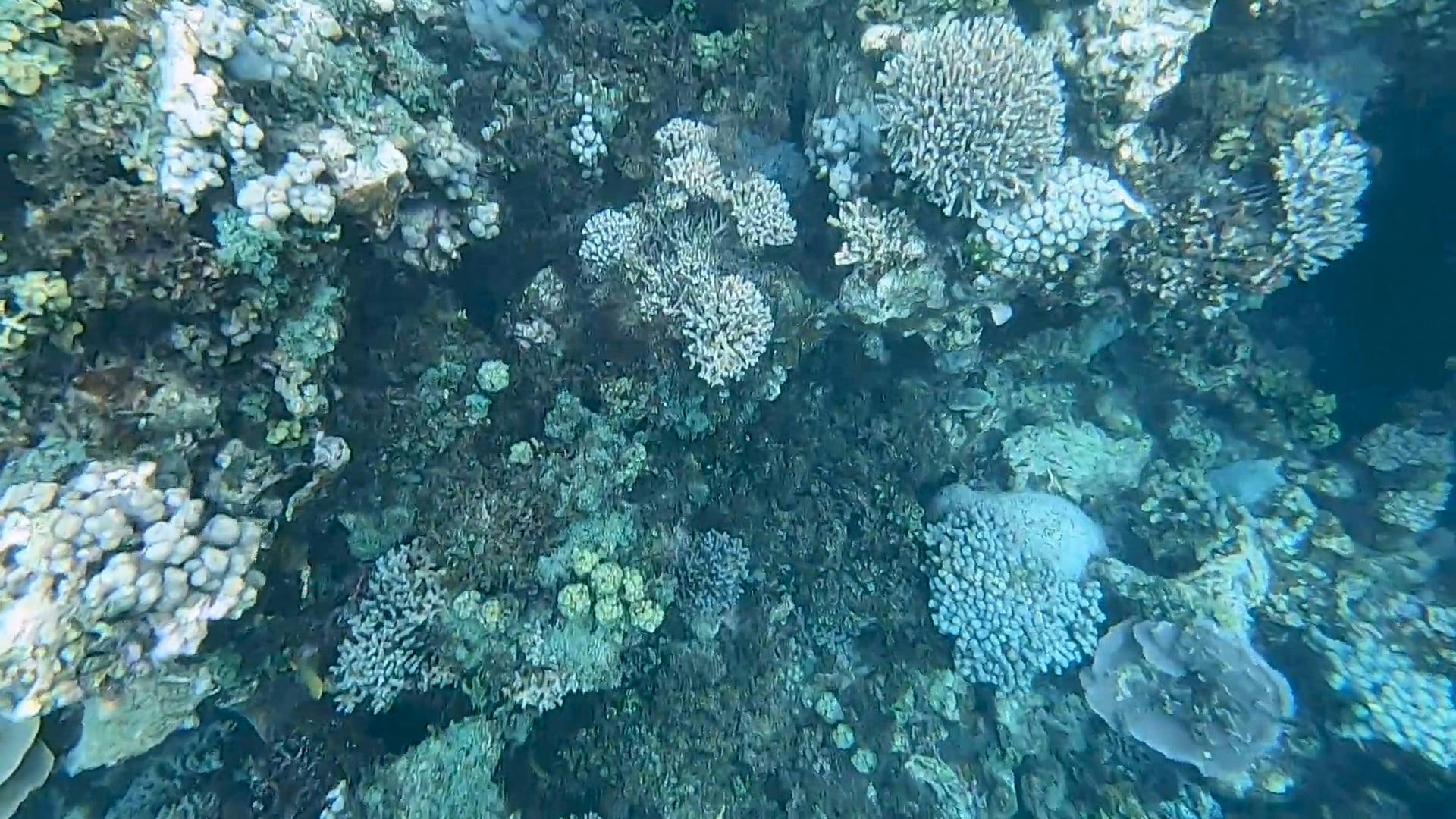 A Tilt Shot of a Coral Reef · Free Stock Video