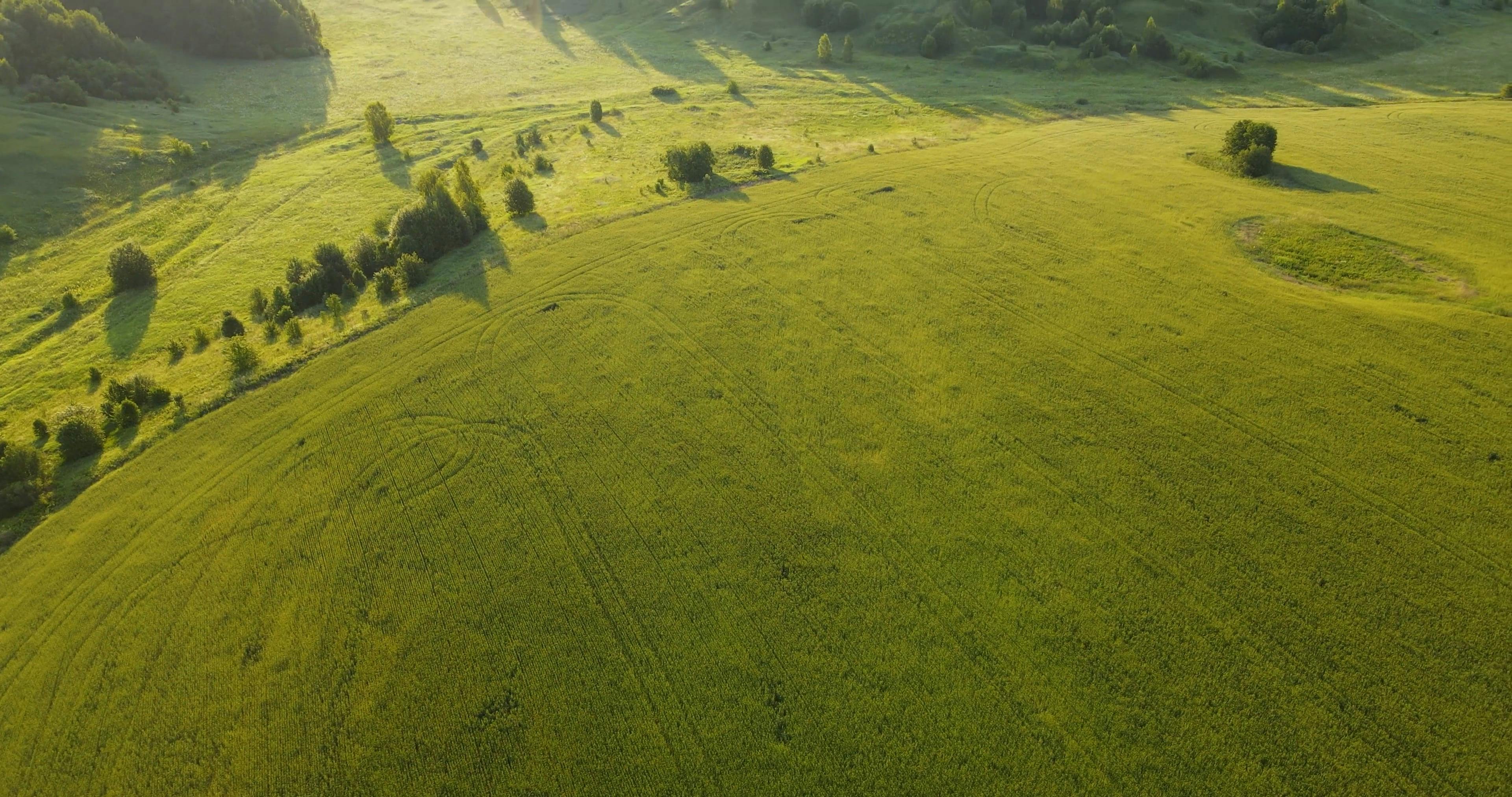 Vast Green Grassland With Trees Free Stock Video Footage, Royalty-Free ...