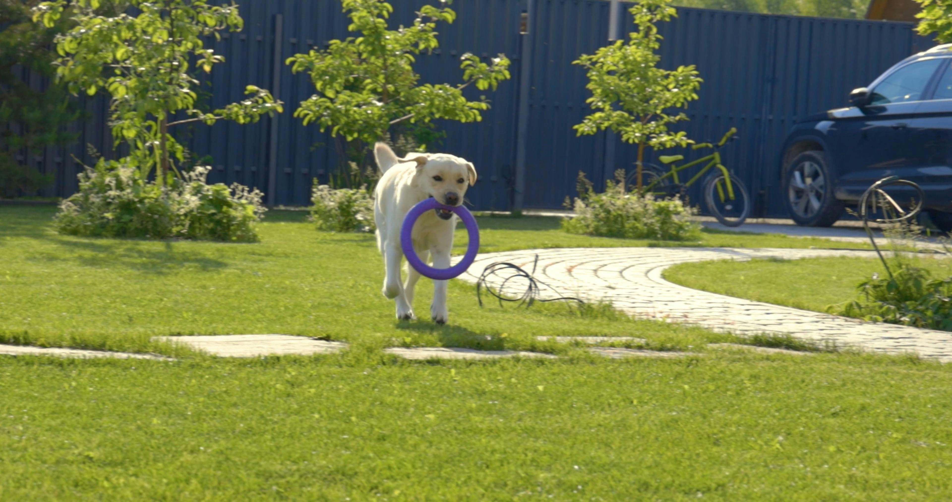 Dog Running on the Grass Free Stock Video Footage, Royalty-Free 4K & HD ...