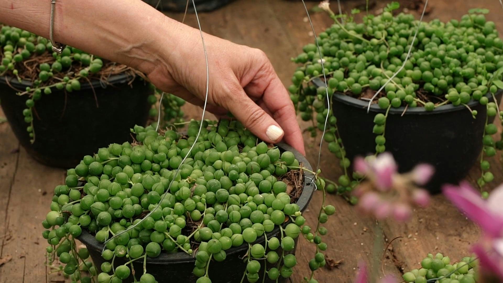 Growing Buds Videos, Download The BEST Free 4k Stock Video Footage ...