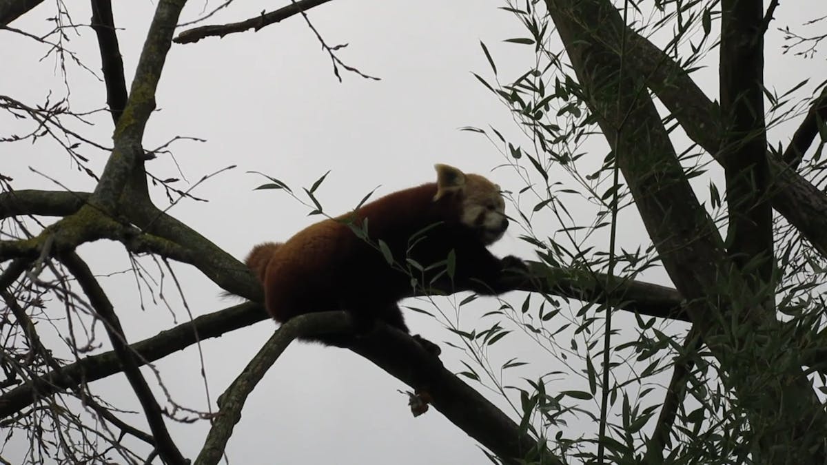 Red Panda Videos, Download The BEST Free 4k Stock Video Footage & Red ...