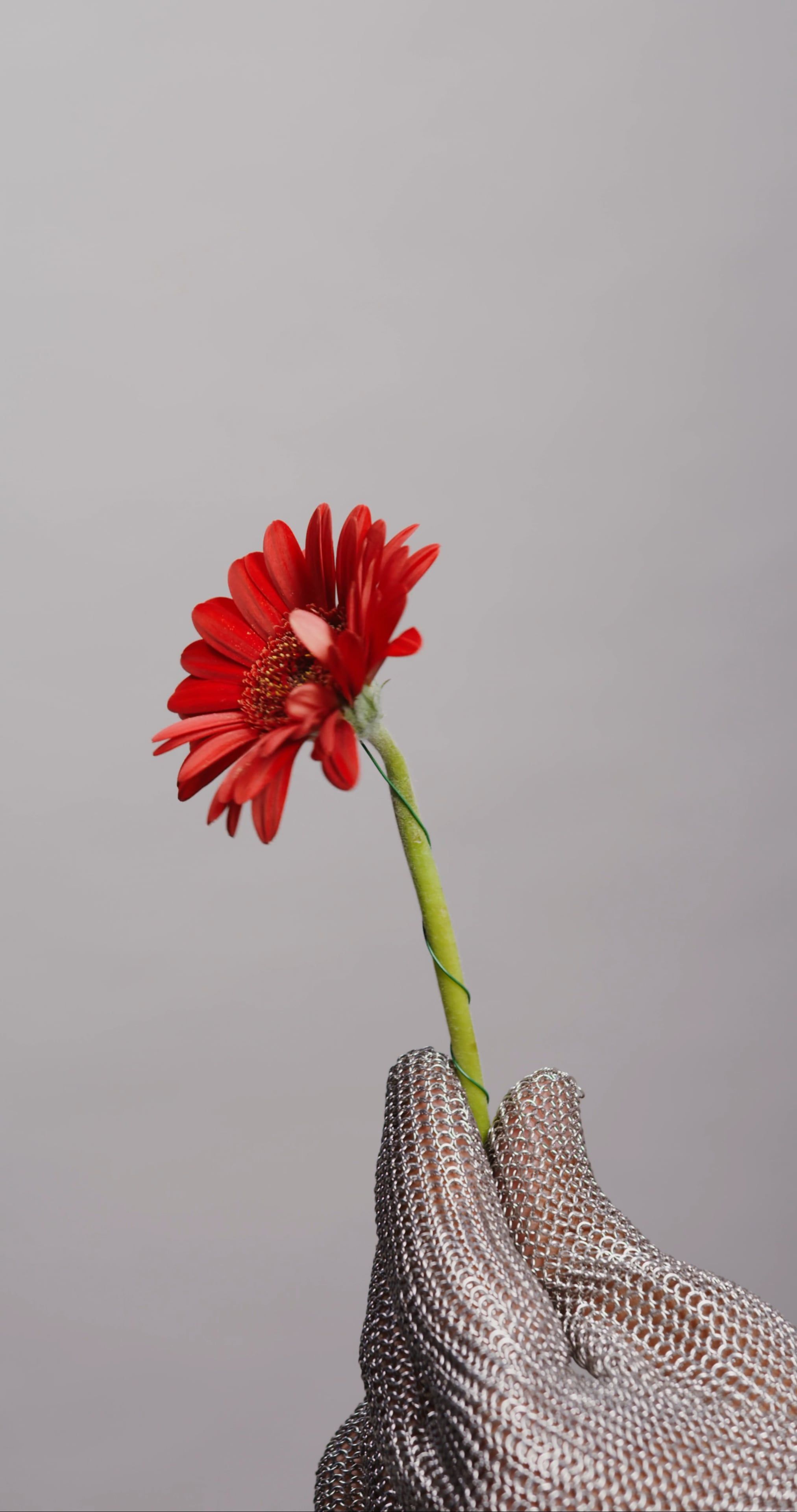 Video gratuito di "gerbera daisy", artistico, avvicinamento, bellezza ...