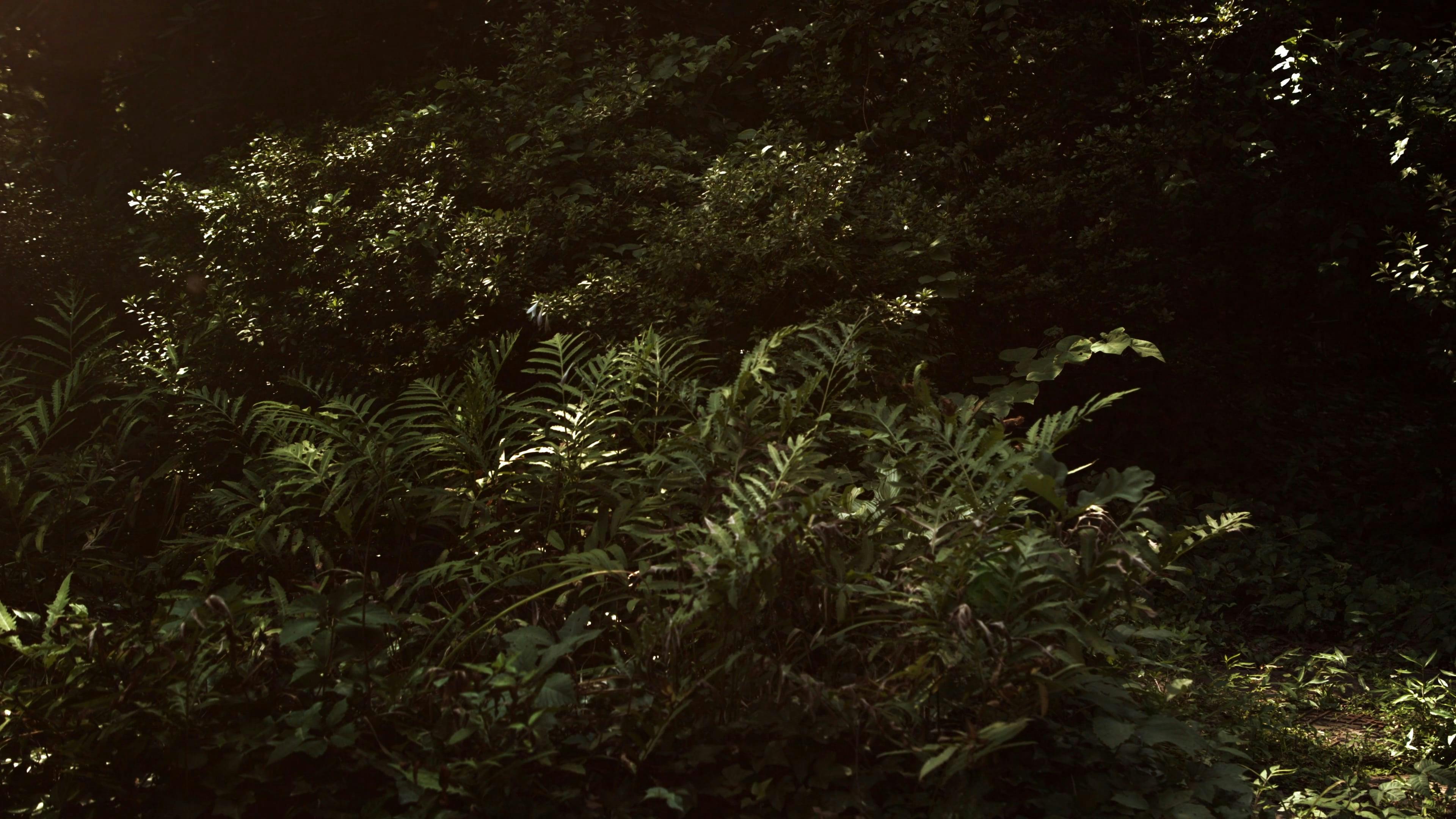 Vintage Video of Trees In the Forest Free Stock Video Footage, Royalty ...