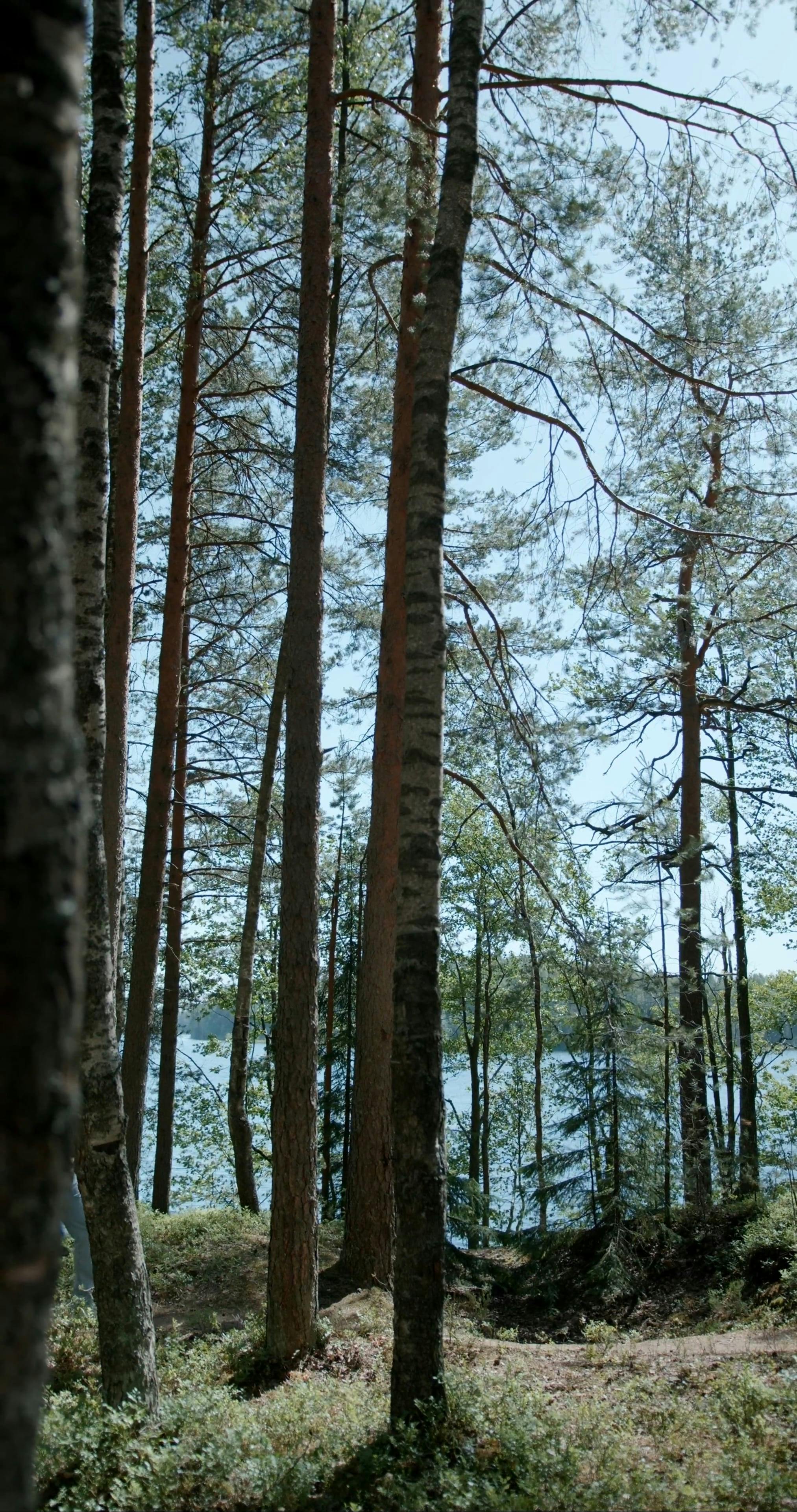 Professional Logging Videos, Download The BEST Free 4k Stock Video ...