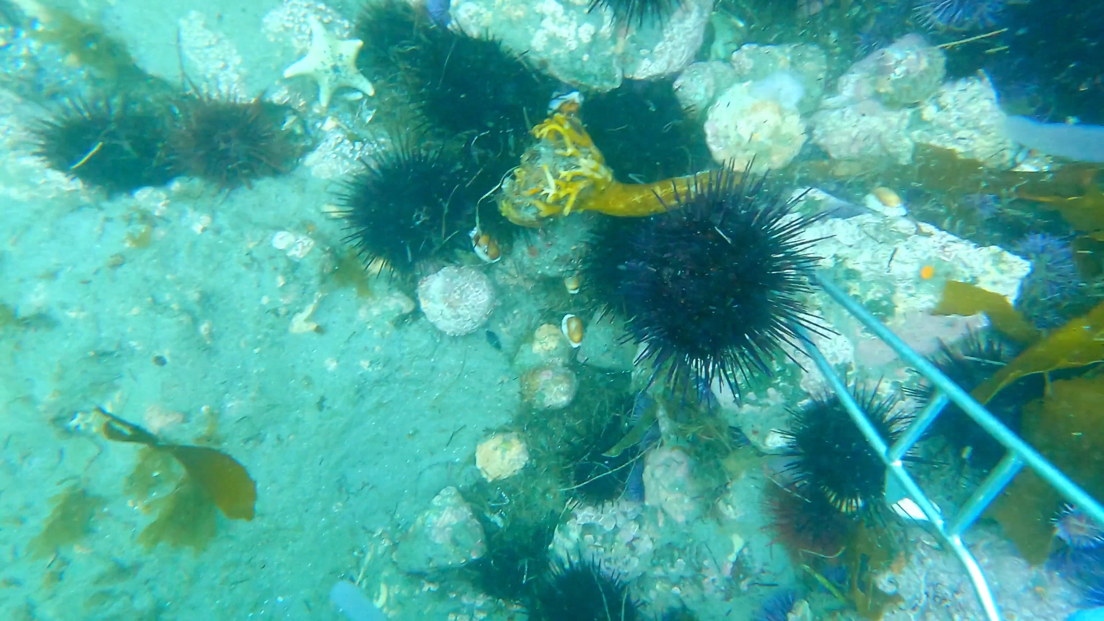 Shellfish Reefs Videos, Download The BEST Free 4k Stock Video Footage ...