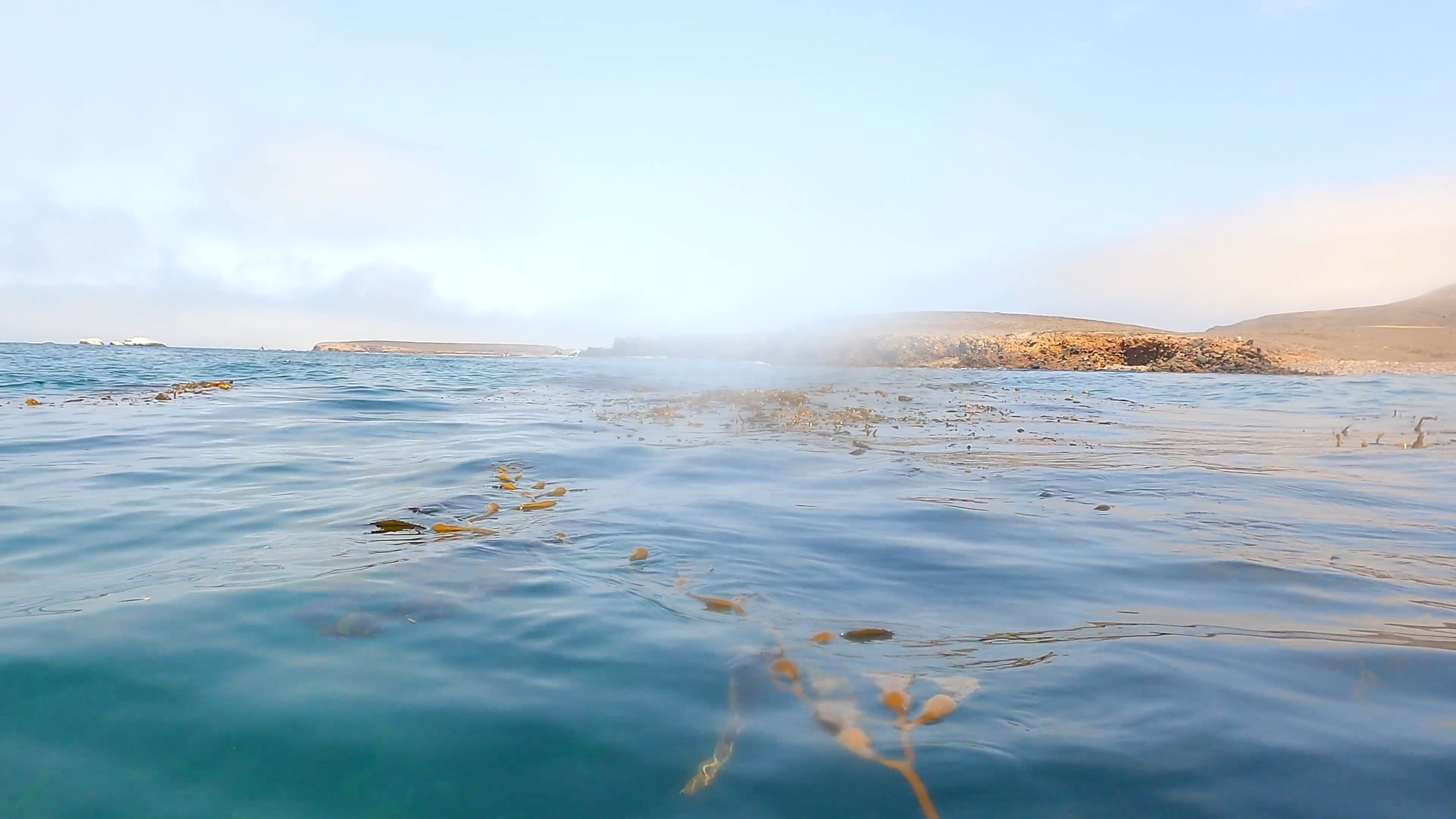 Seaweed Floating in the Water · Free Stock Video