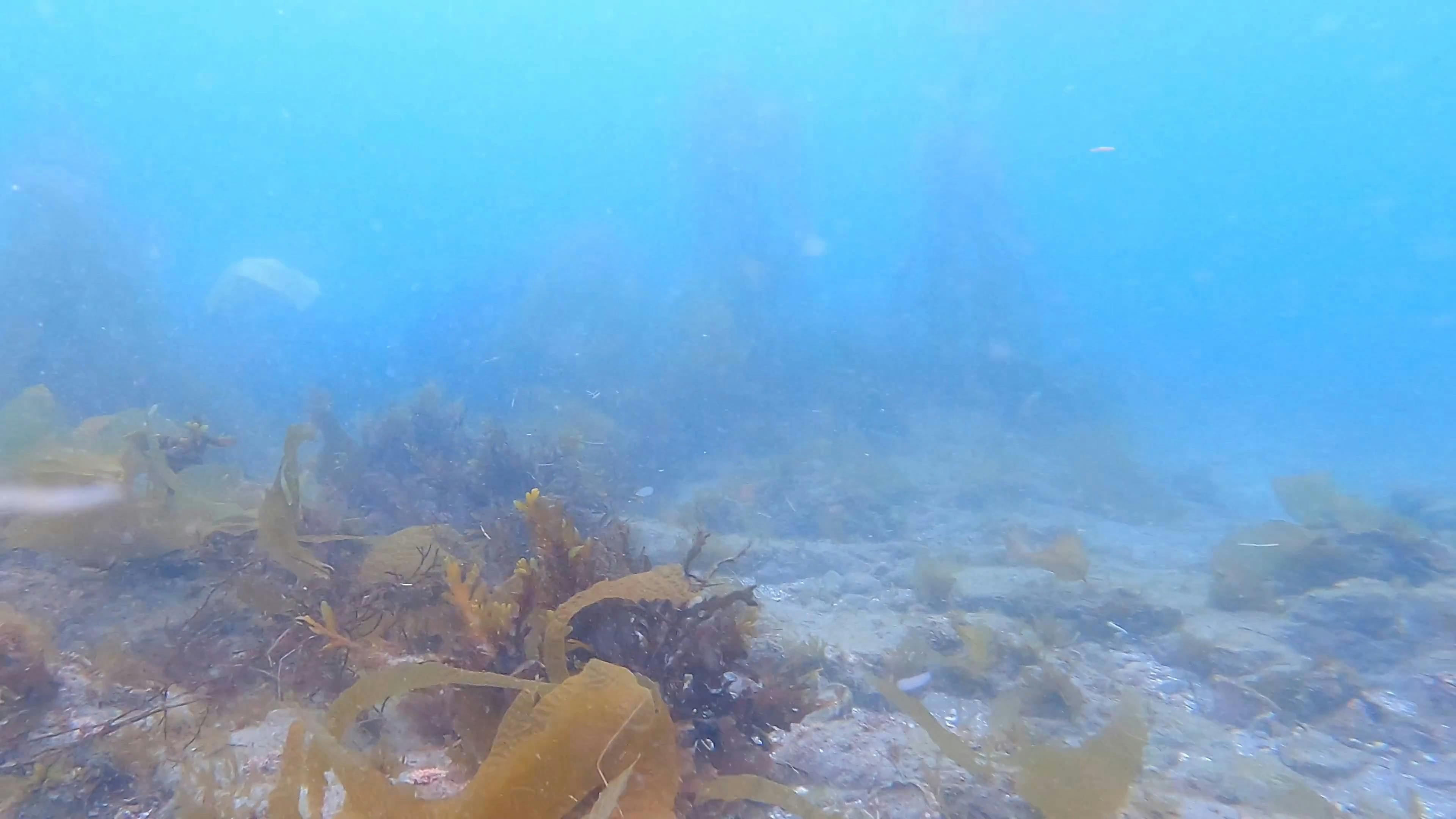 Algae Products Videos, Download The BEST Free 4k Stock Video Footage & Algae Products HD Video Clips