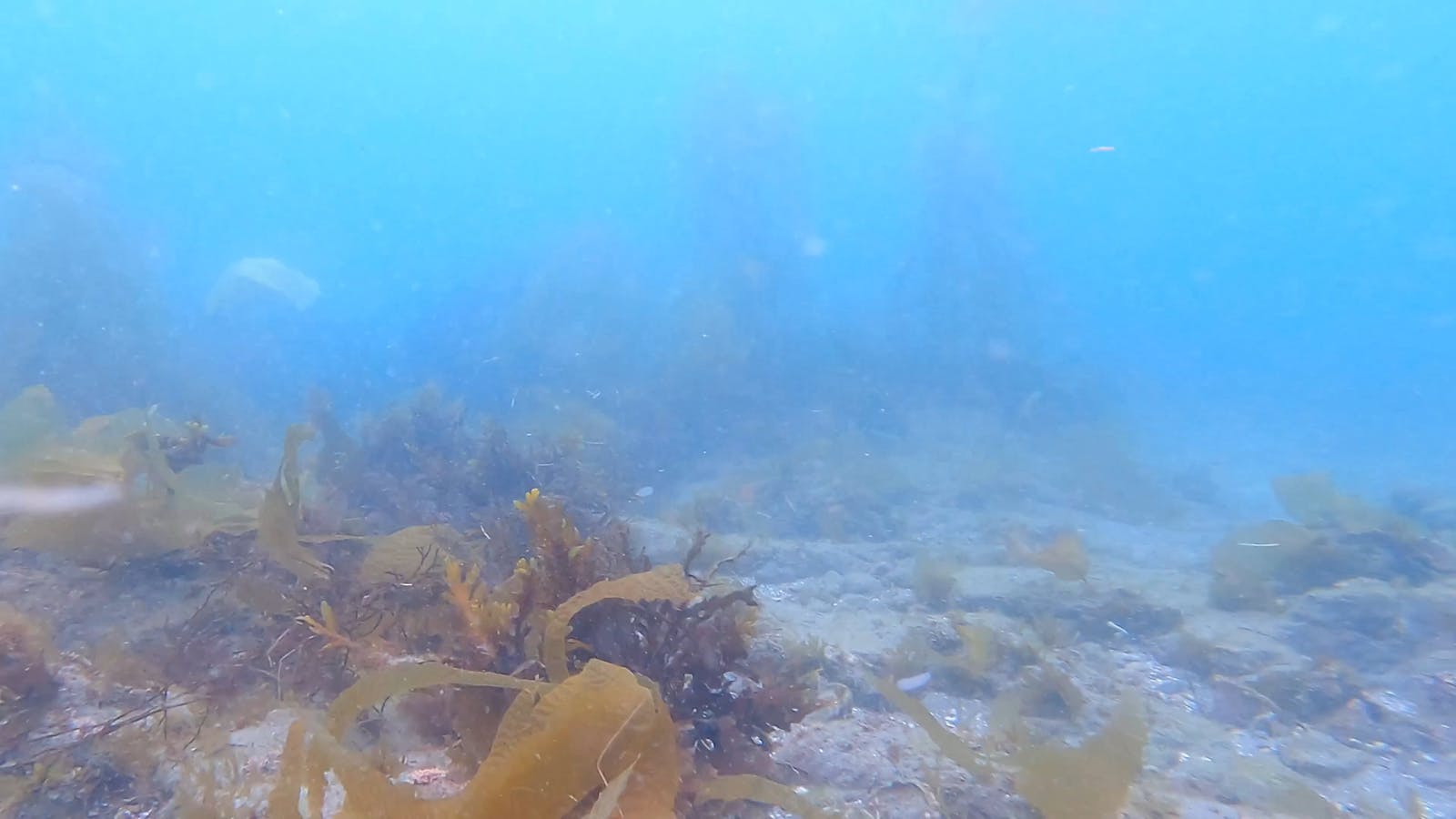 Aquatic Ecosystem Videos, Download The BEST Free 4k Stock Video Footage ...