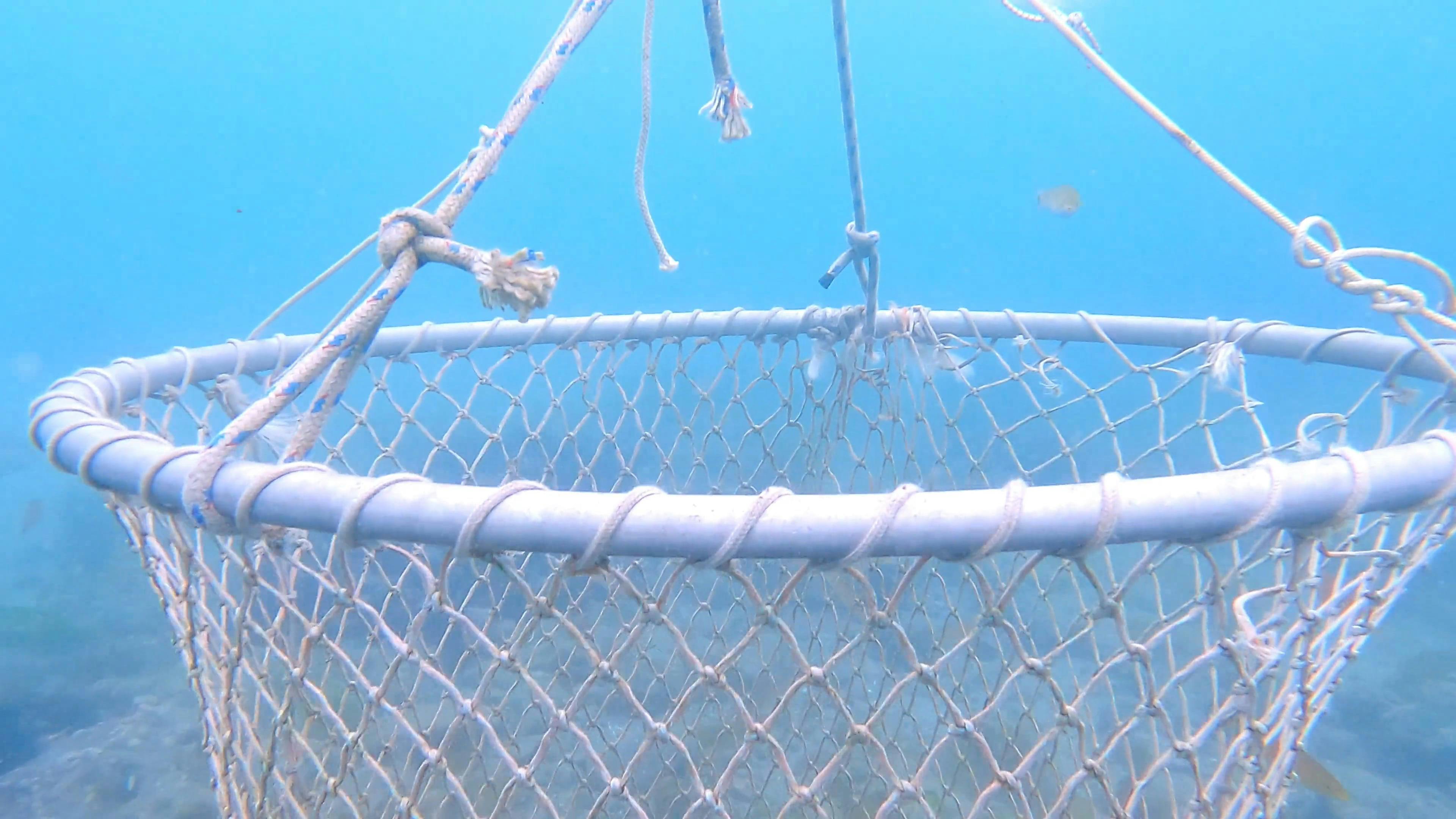 Inside Ocean Videos, Download The BEST Free 4k Stock Video Footage ...