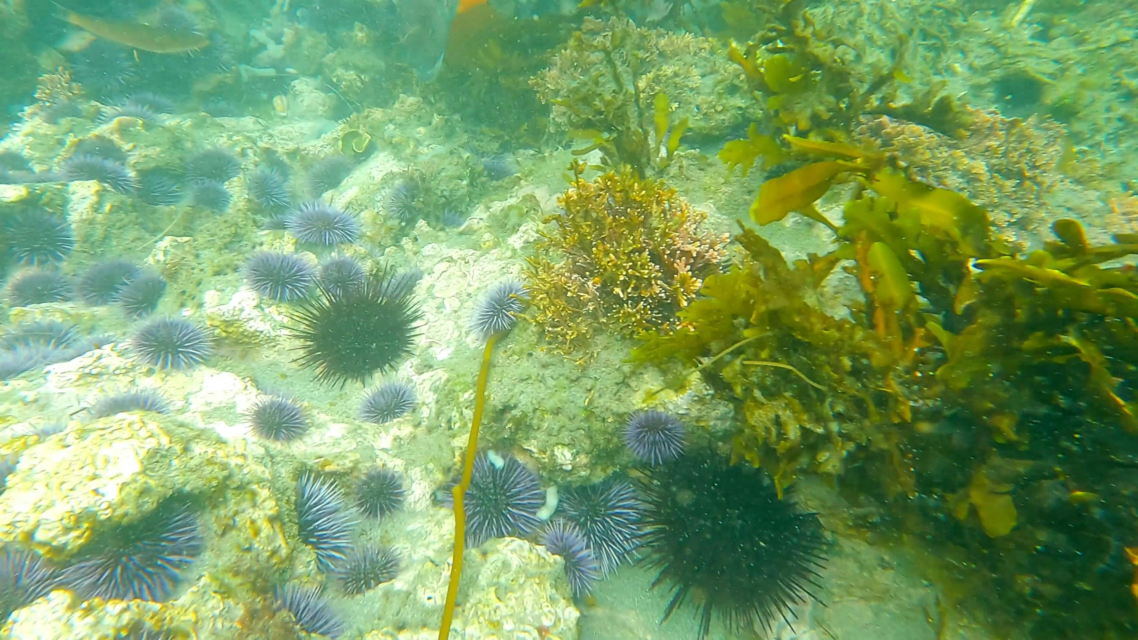 Aquatic Ecosystems Videos, Download The BEST Free 4k Stock Video ...