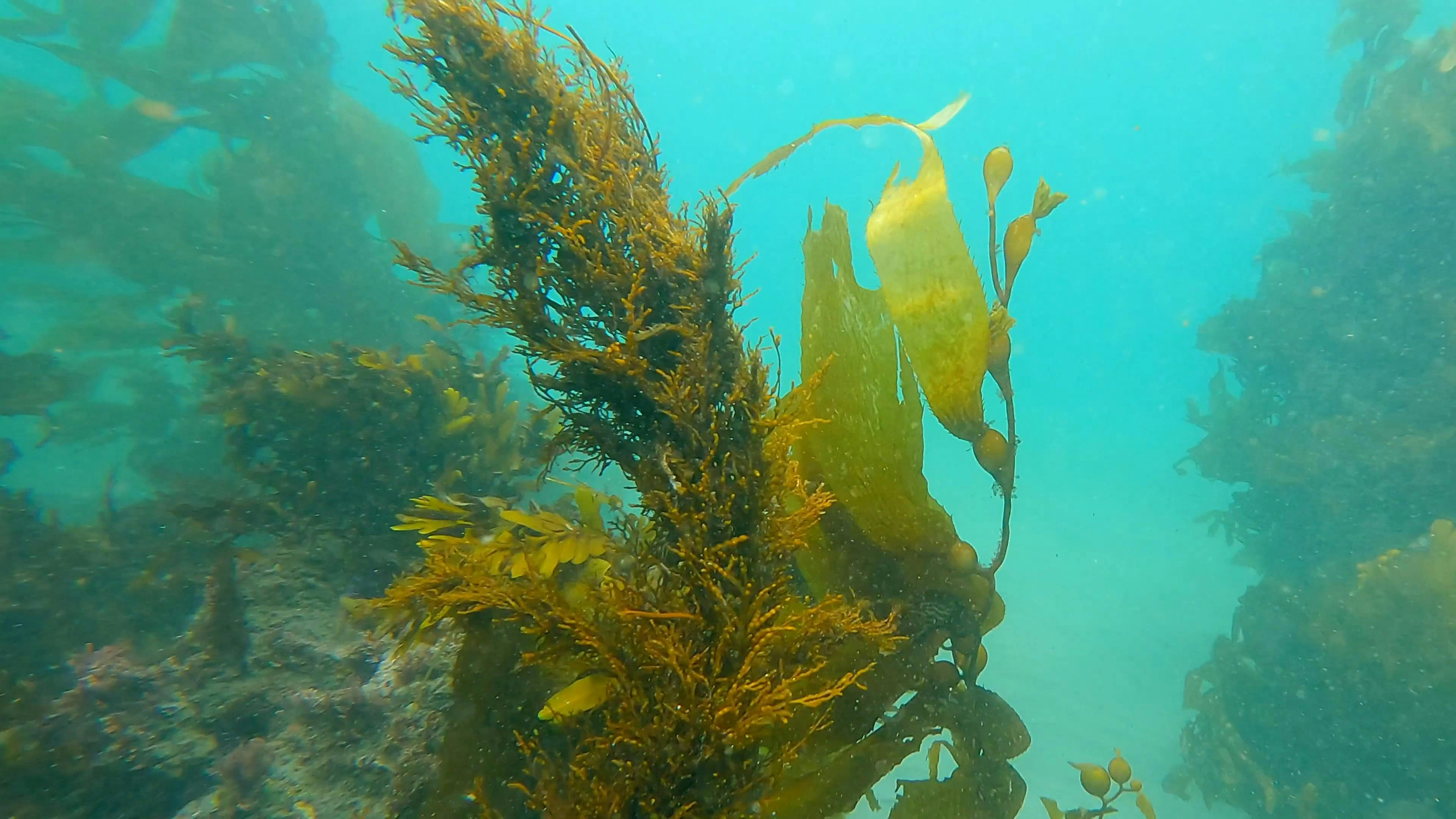 Videoclip de stoc gratuit cu alge, alge marine, arici de mare