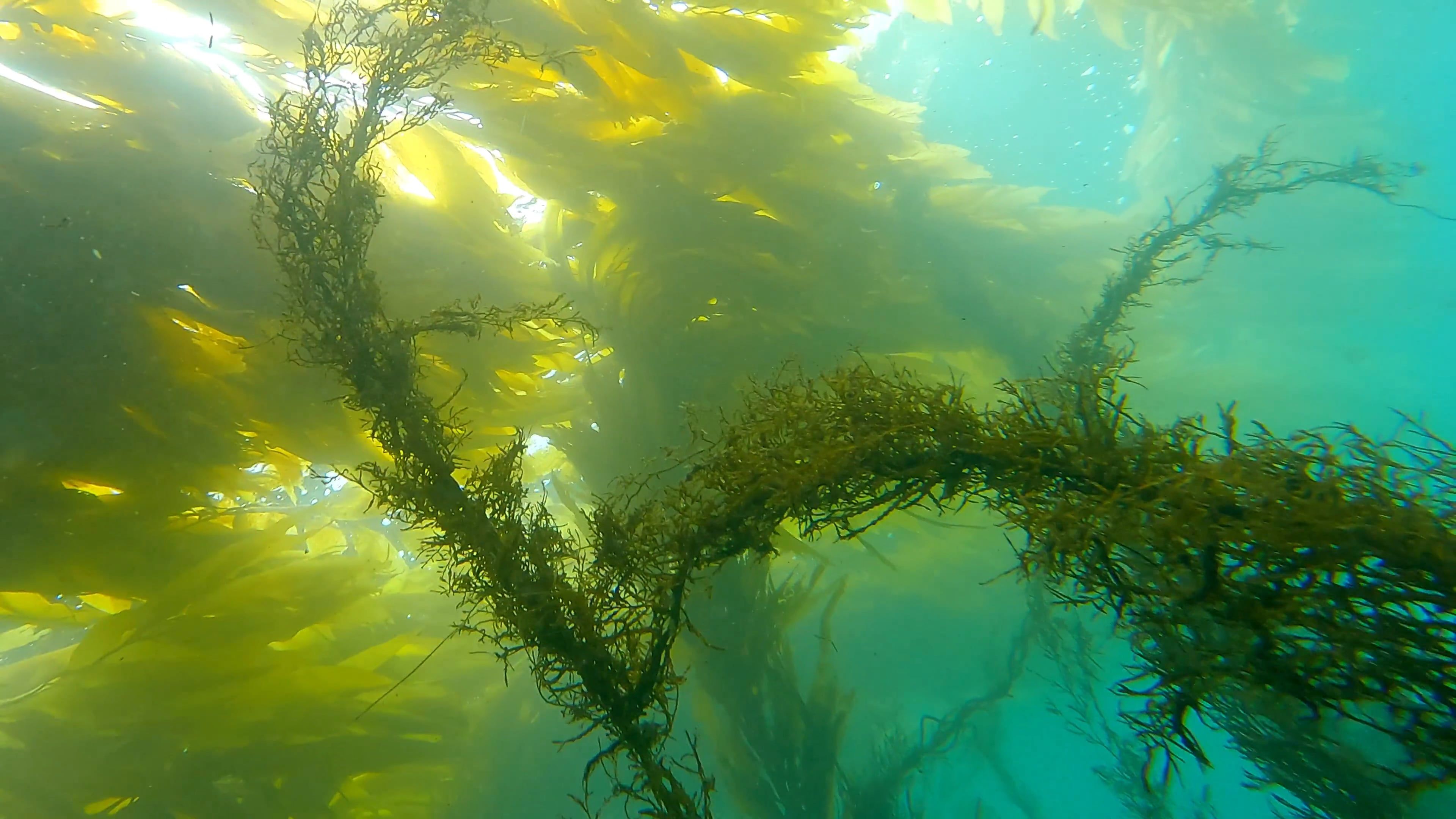 Underwater Footage of Fish and Coral Reefs Free Stock Video Footage ...