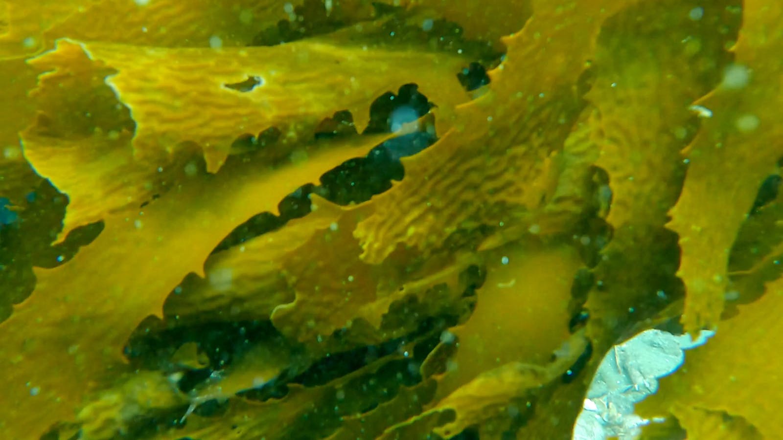 Aquatic Ecosystem Videos, Download The BEST Free 4k Stock Video Footage ...