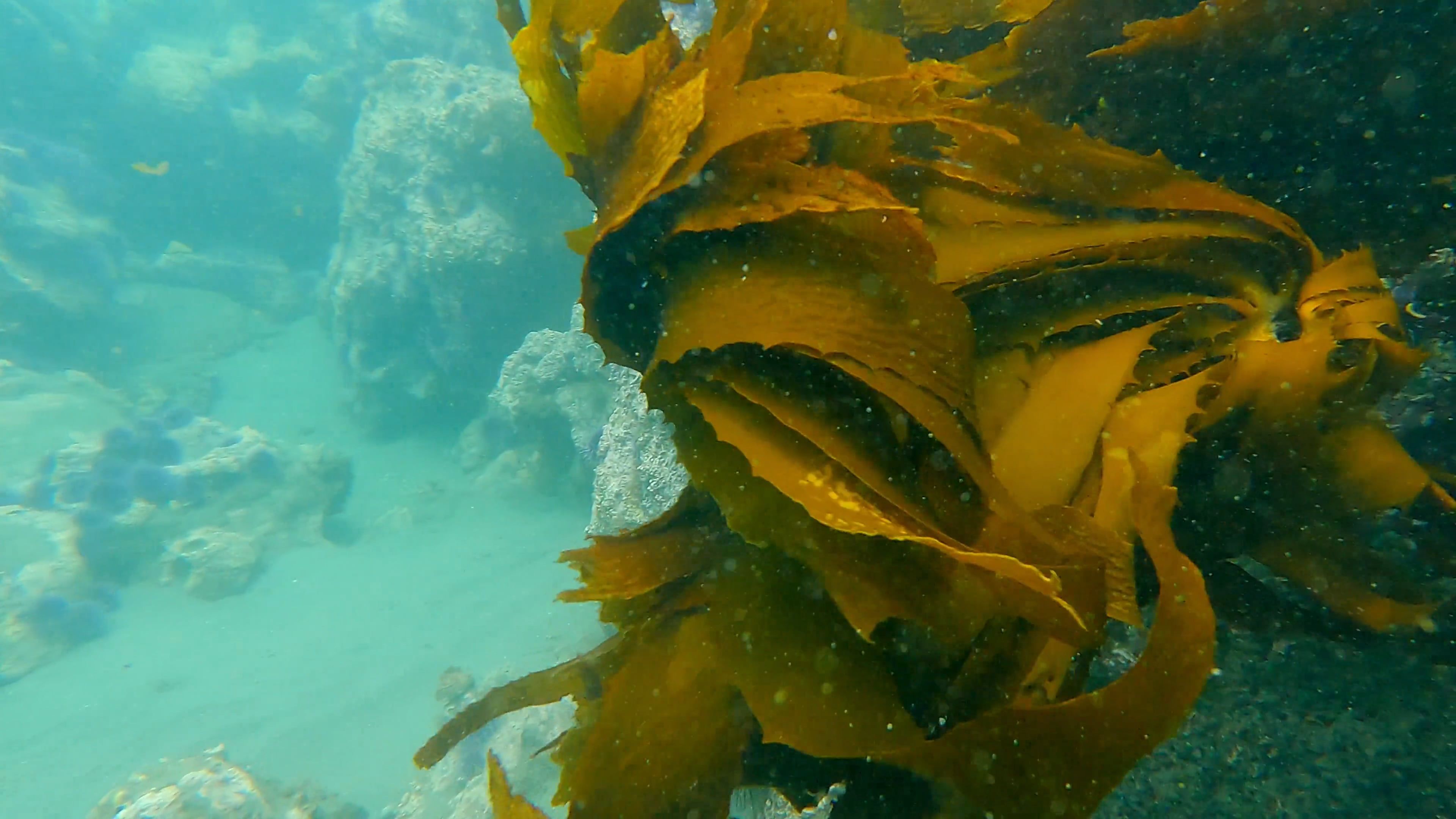 Sea Depths Videos, Download The BEST Free 4k Stock Video Footage & Sea ...