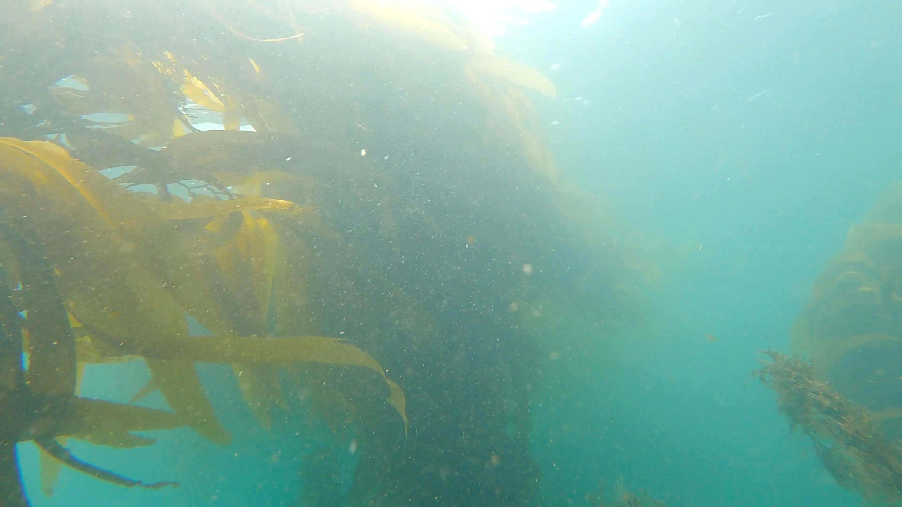 Marine Plants and Algae Underwater Free Stock Video Footage, Royalty ...