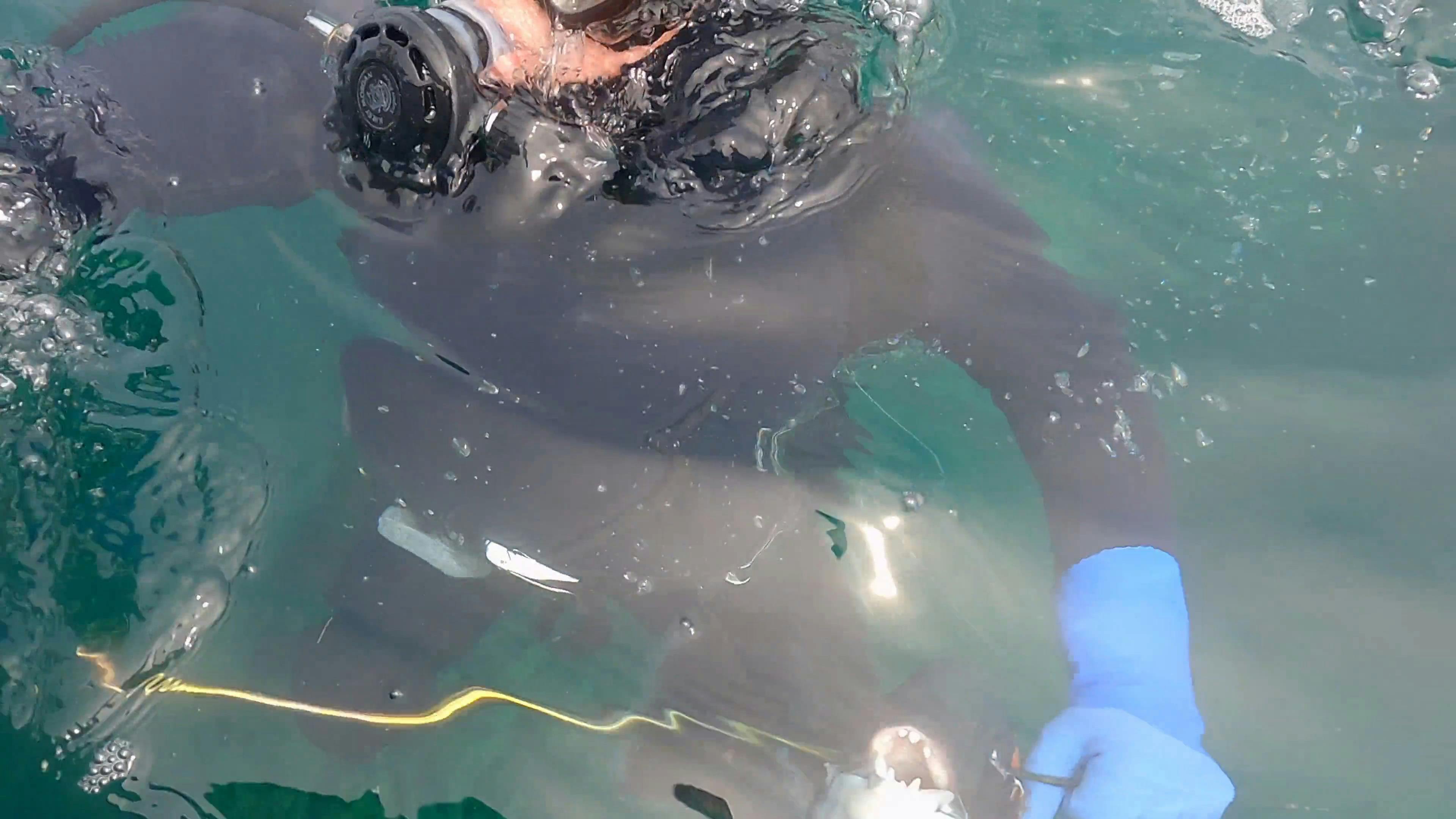 A Diver Catching the Fish in Sea Free Stock Video Footage, Royalty-Free ...