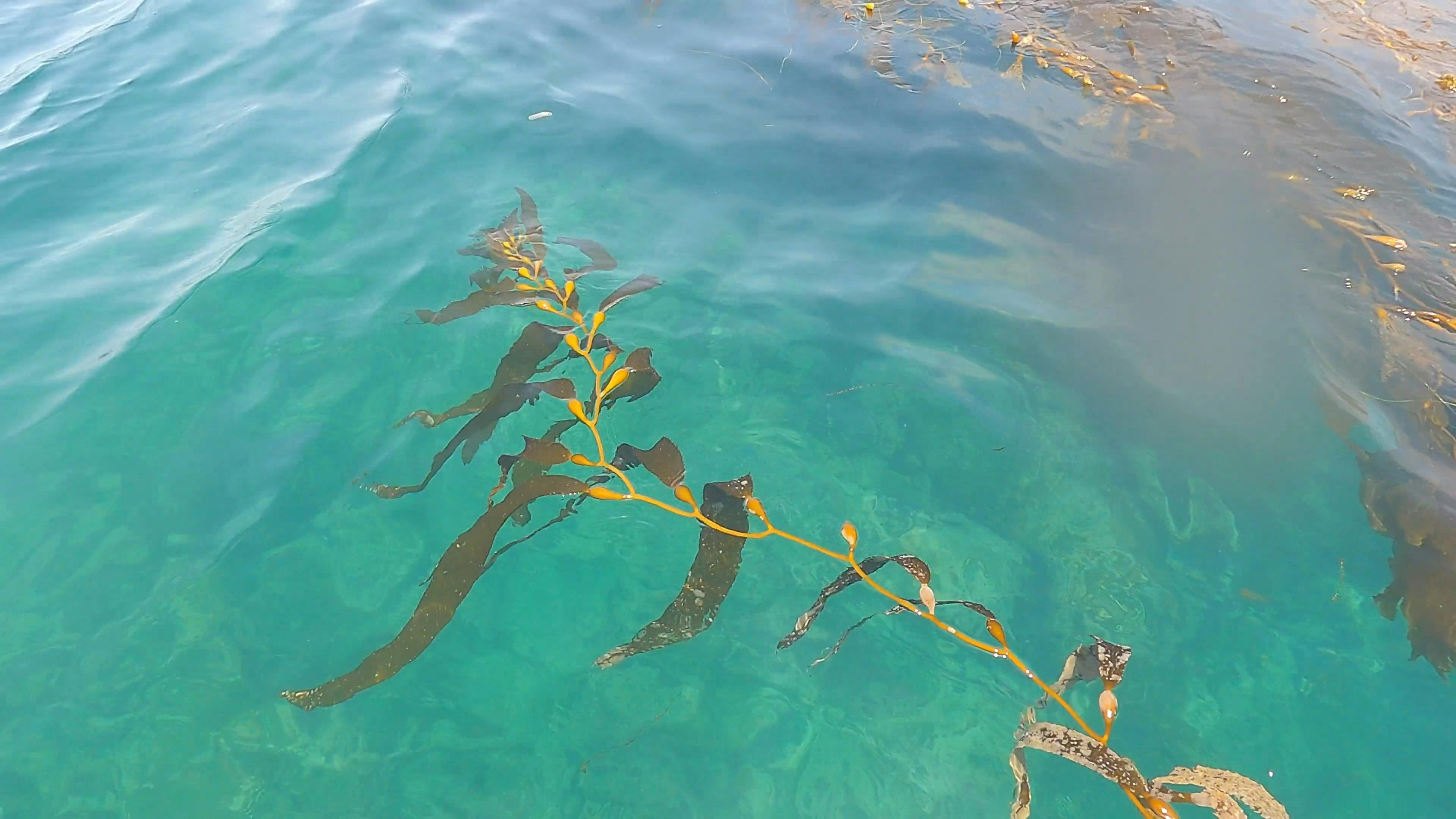 Kelp Floating in the Sea Free Stock Video Footage, Royalty-Free 4K & HD ...
