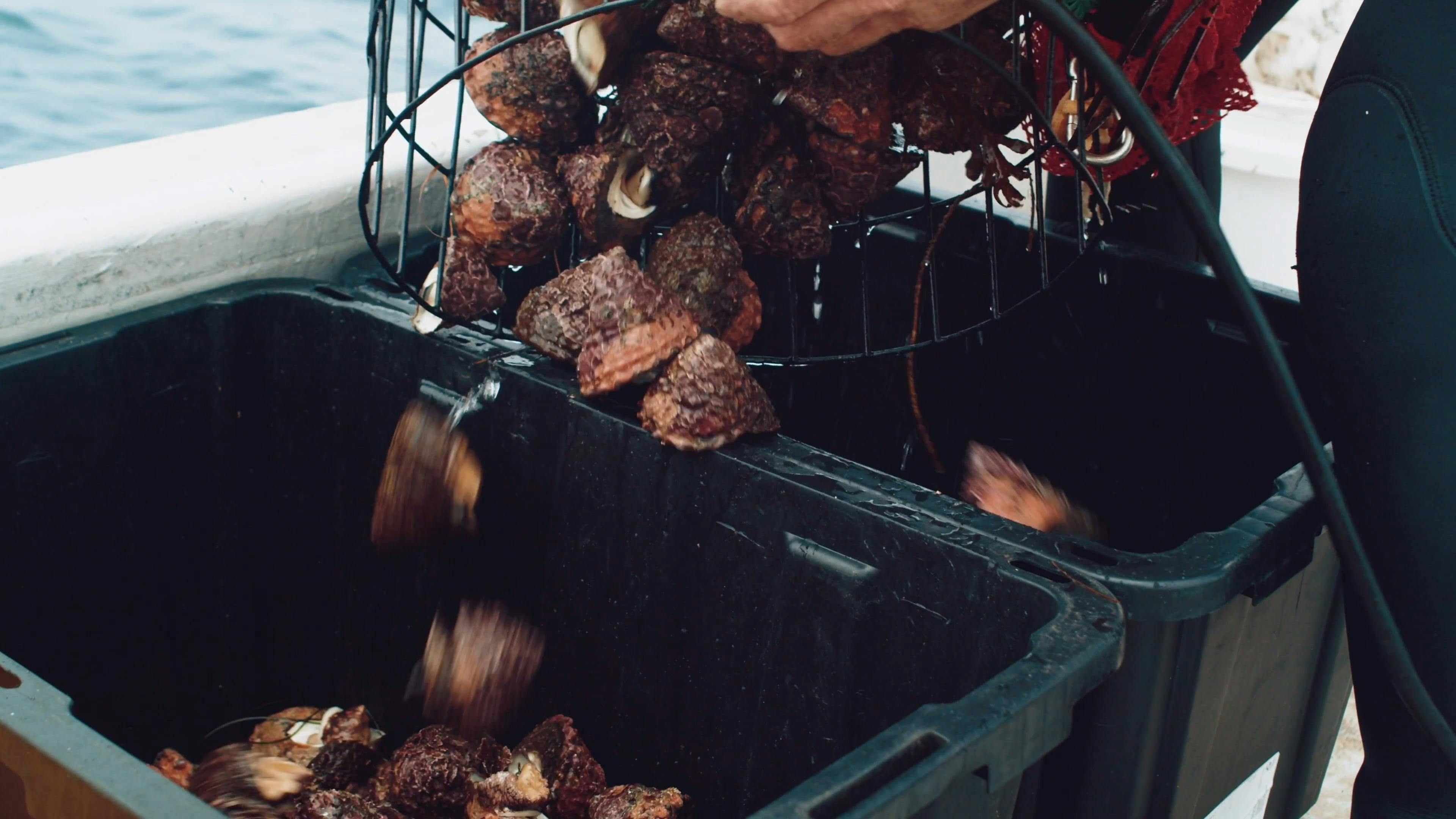 A Person Pouring Shellfish into Plastic Containers · Free Stock Video
