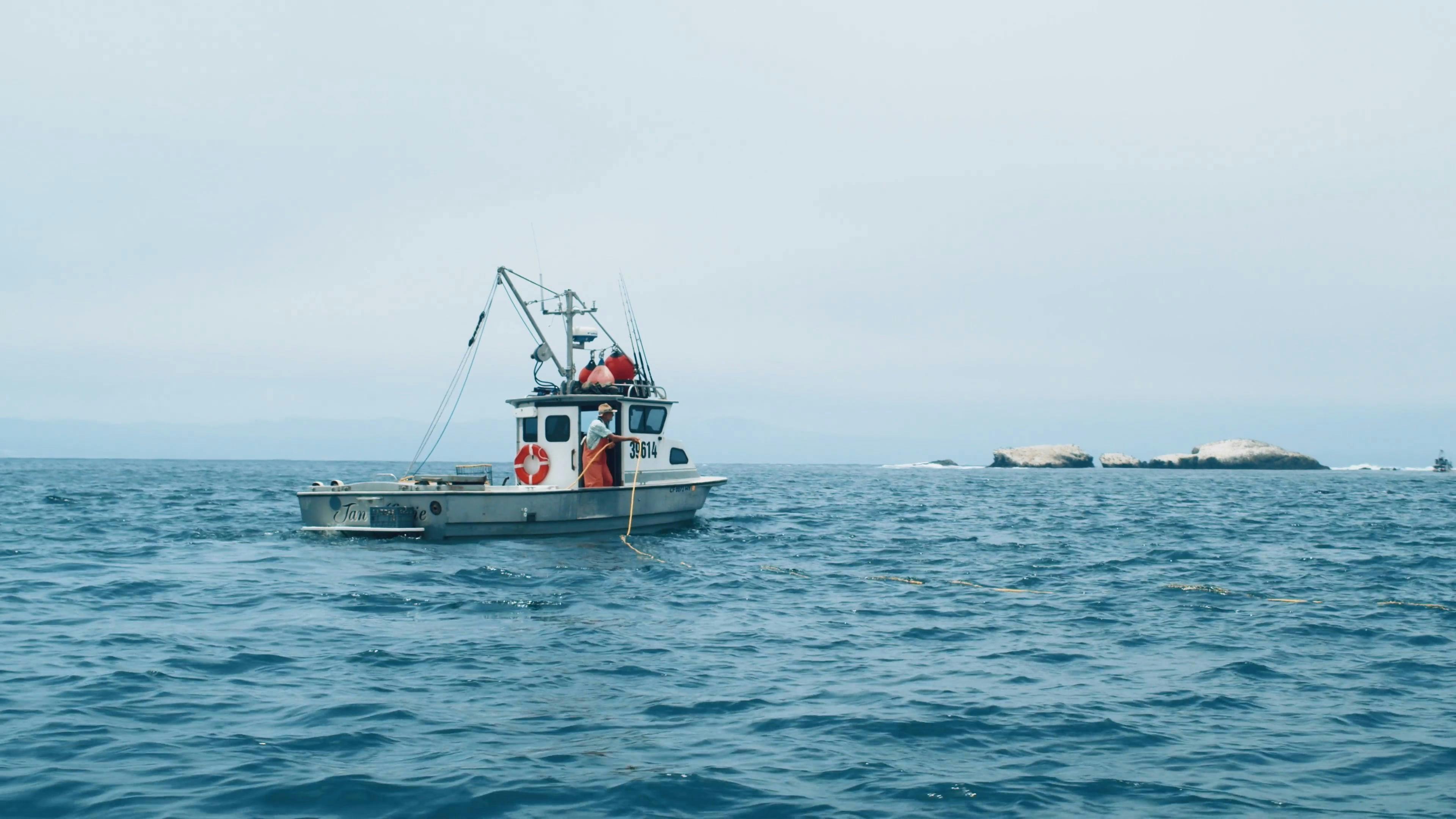 Marine Life Fisheries Videos, Download The BEST Free 4k Stock Video ...