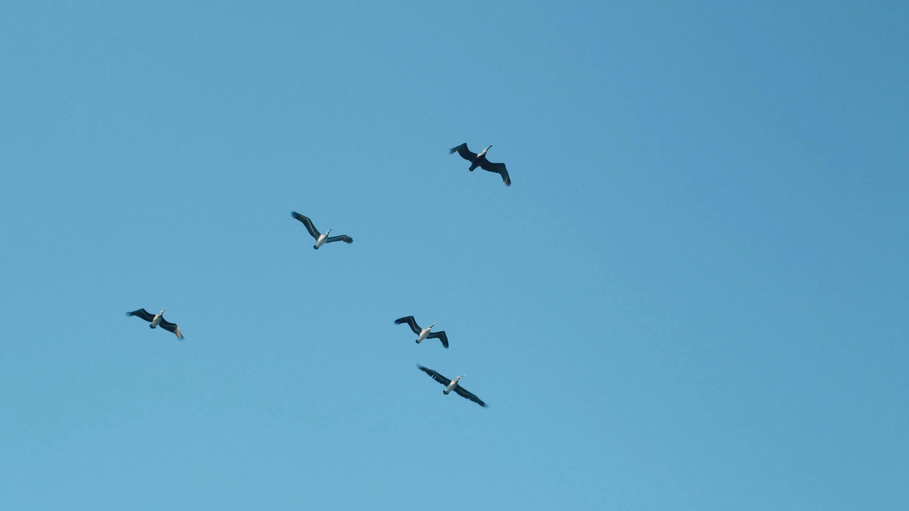 Visual Grace Videos, Download The BEST Free 4k Stock Video Footage ...