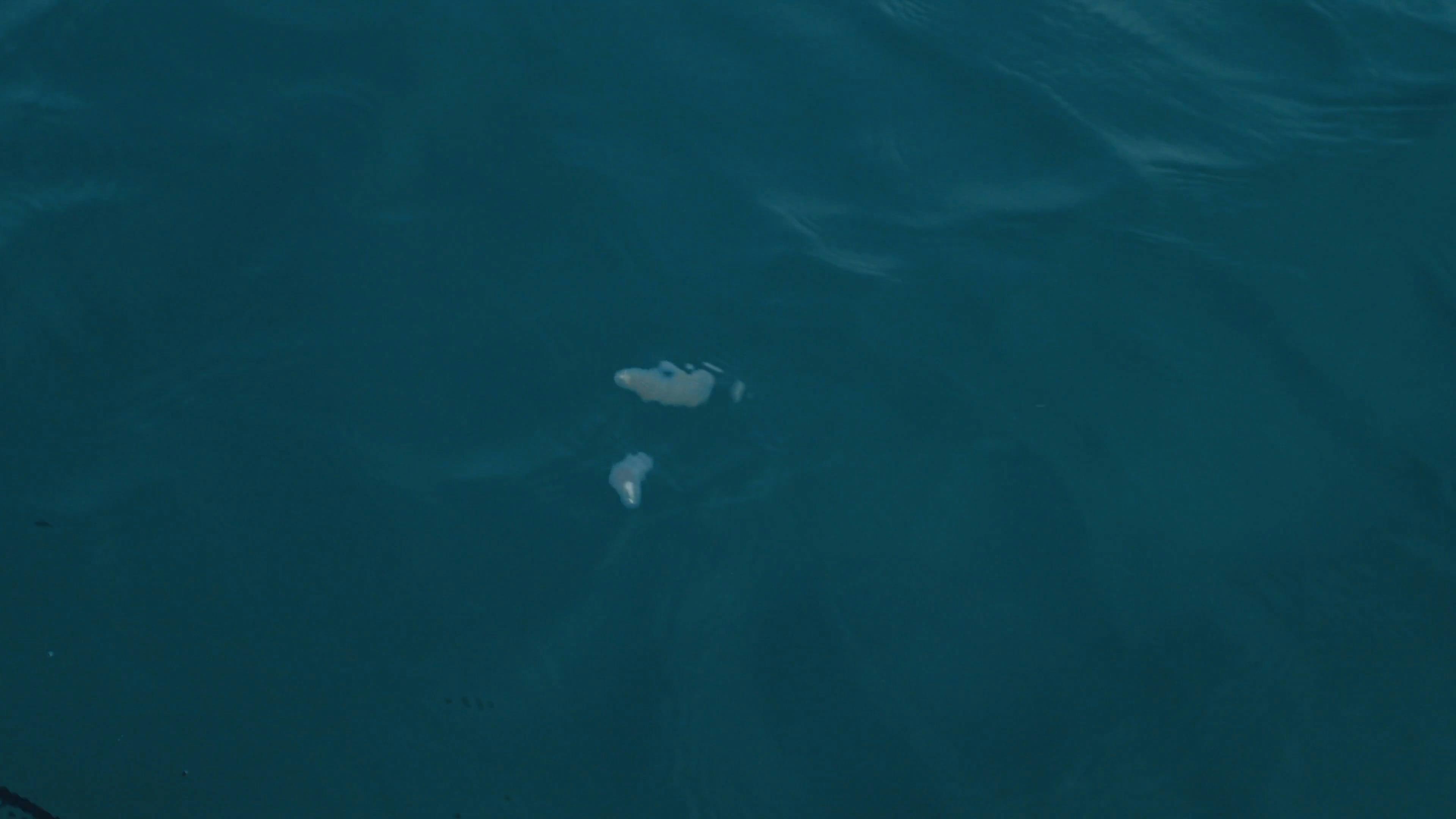 A Floating Sea Creatures on a Sea Water Free Stock Video Footage ...
