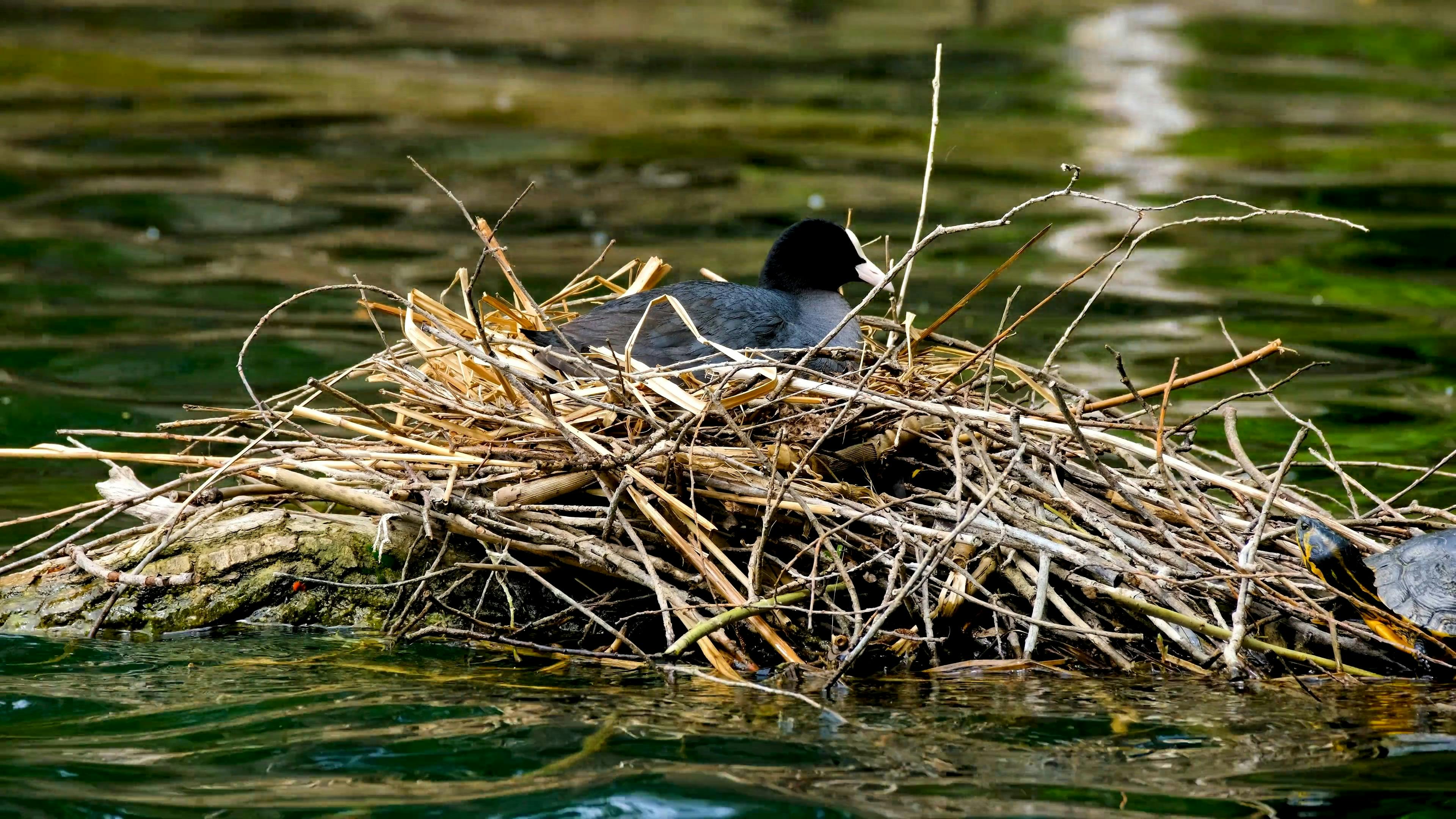 Bird on the Nest Free Stock Video Footage, Royalty-Free 4K & HD Video Clip