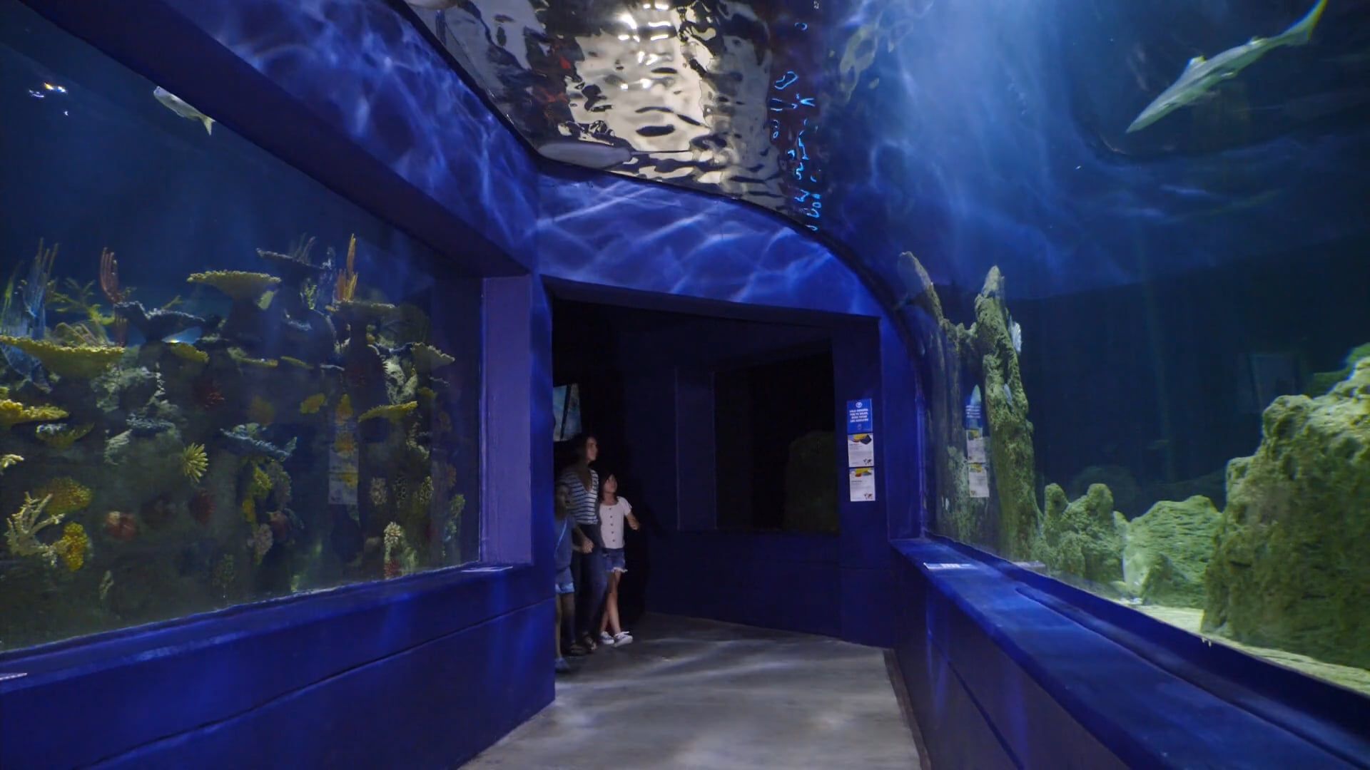 Sharks Children Videos, Download The BEST Free 4k Stock Video Footage ...