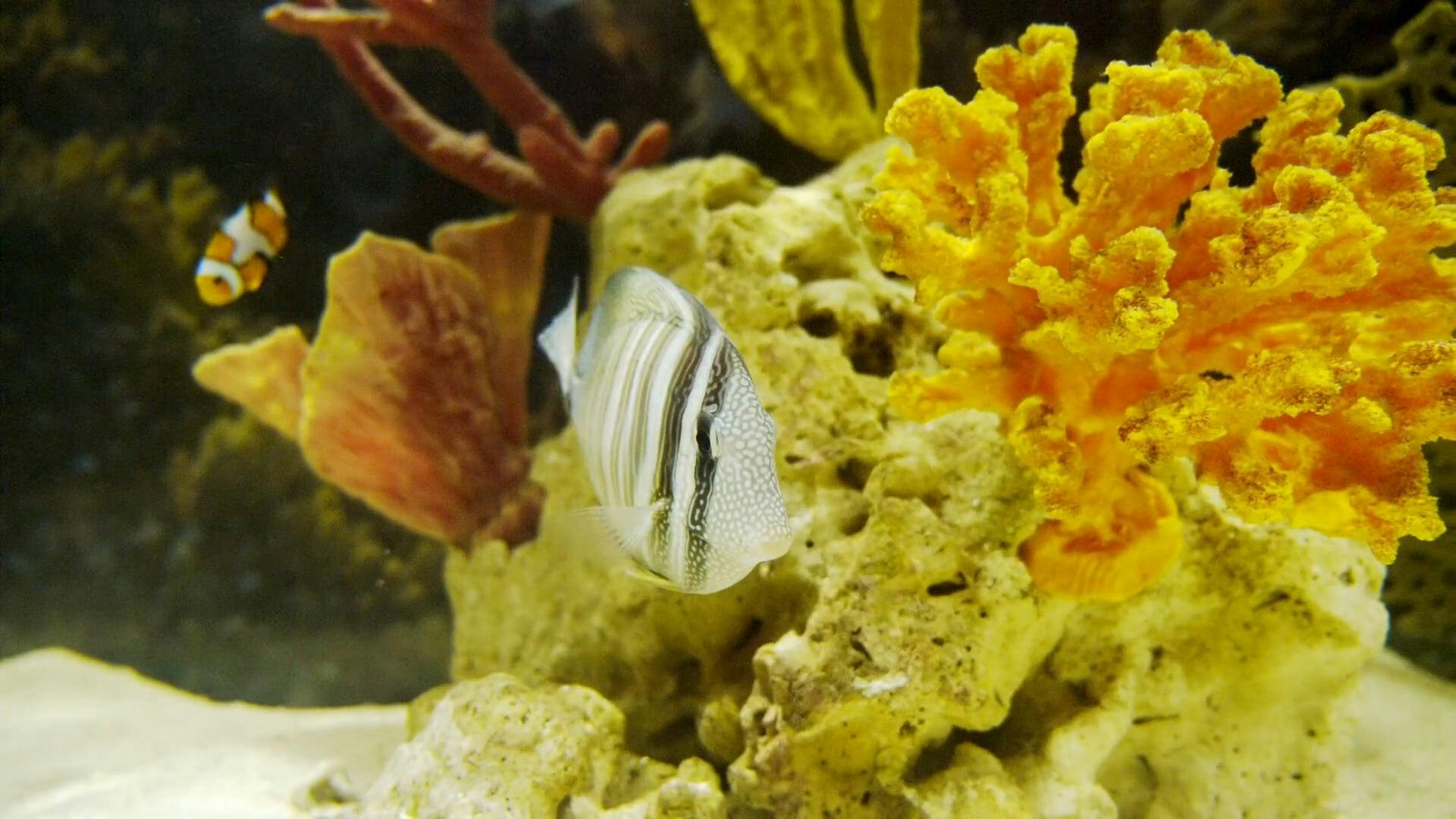 Fish Inside Aquarium · Free Stock Video