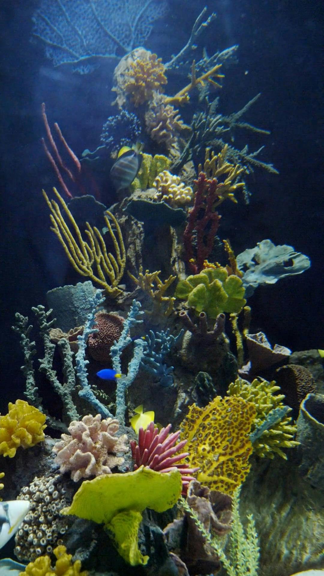 Aquamarine Life Inside An aquarium Free Stock Video Footage, Royalty ...