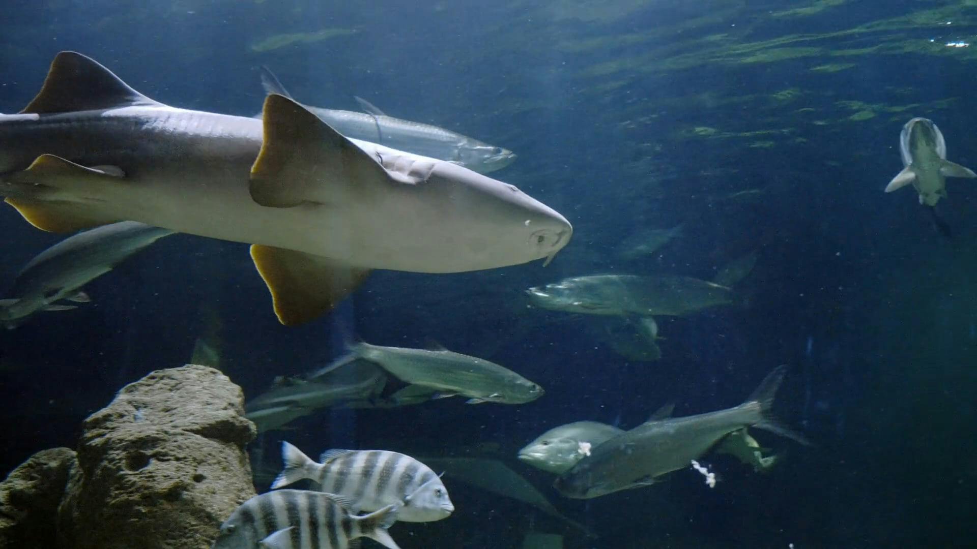 Sharks in a Saltwater Aquarium Free Stock Video Footage, Royalty-Free ...