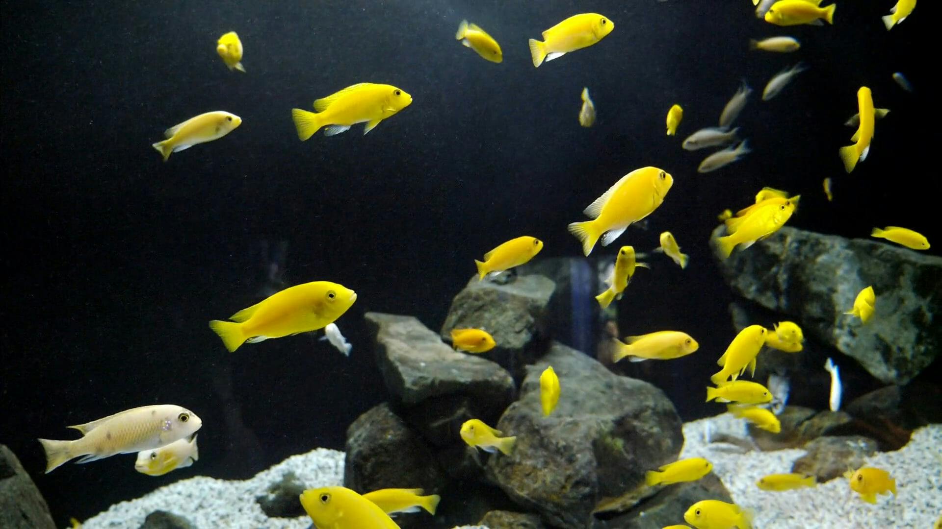 Shoal of Yellow Fishes in an Aquarium · Free Stock Video