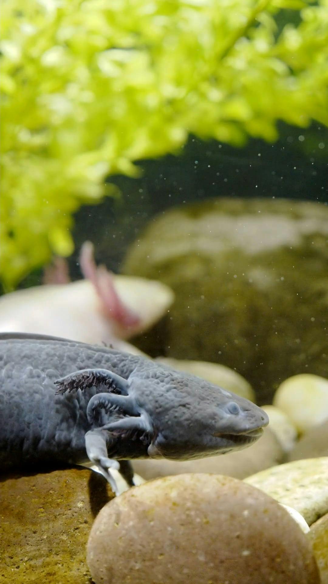 An Axolotl in an Aquarium Free Stock Video Footage, Royalty-Free 4K ...