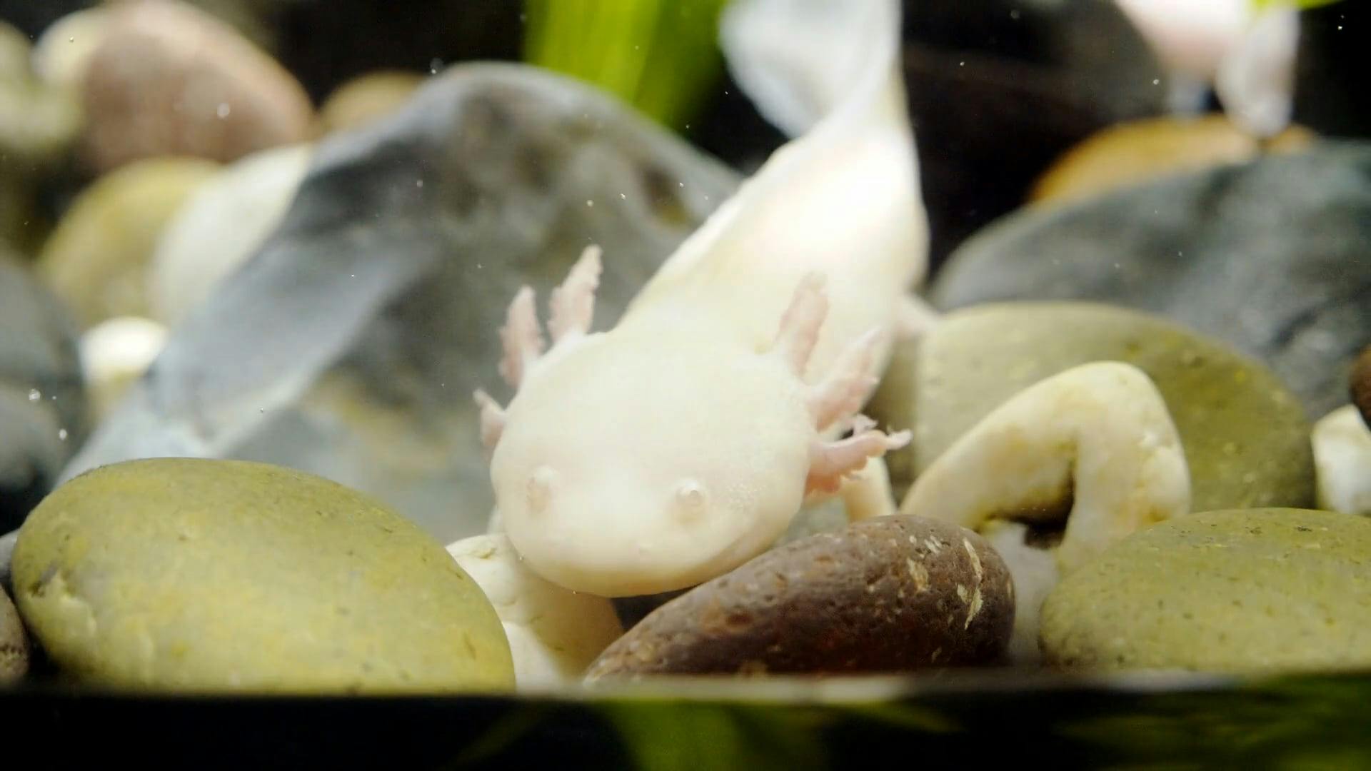 An Axolotl in an Aquarium Free Stock Video Footage, Royalty-Free 4K ...