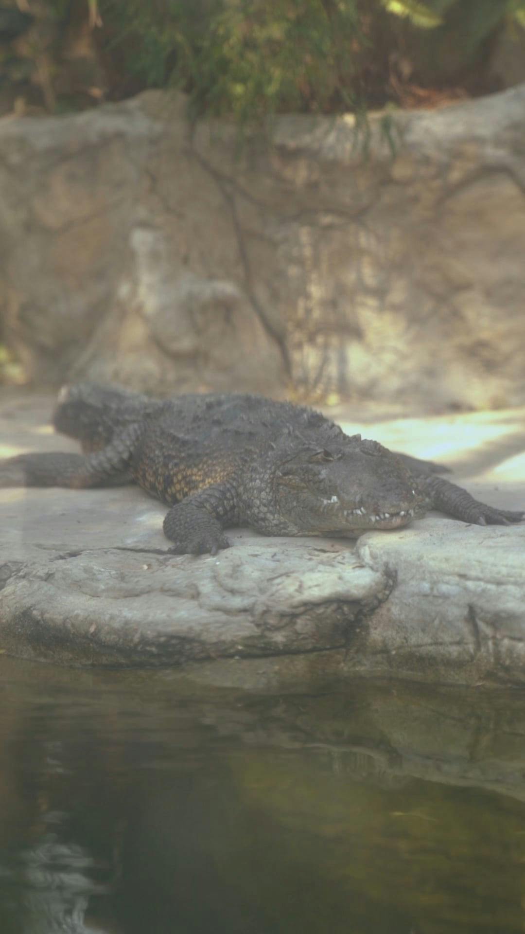 Vídeo profissional gratuito de água fresca, alligatoridae ...