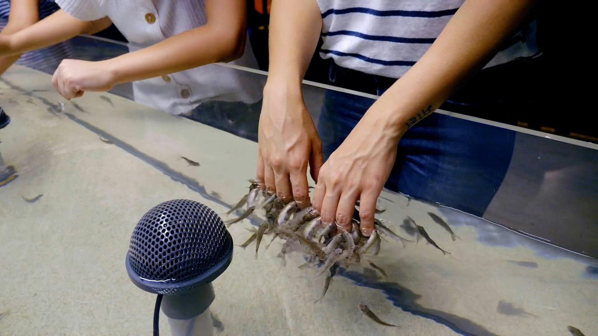 Fishing Biting the Hands of a Person Free Stock Video Footage, Royalty ...