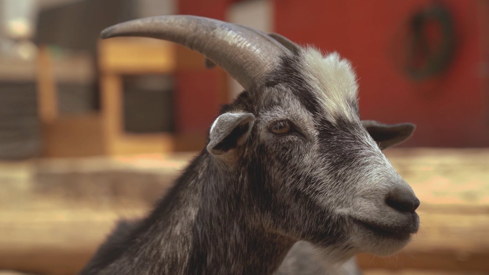 Zoo Animal Videos, Download The BEST Free 4k Stock Video Footage & Zoo ...