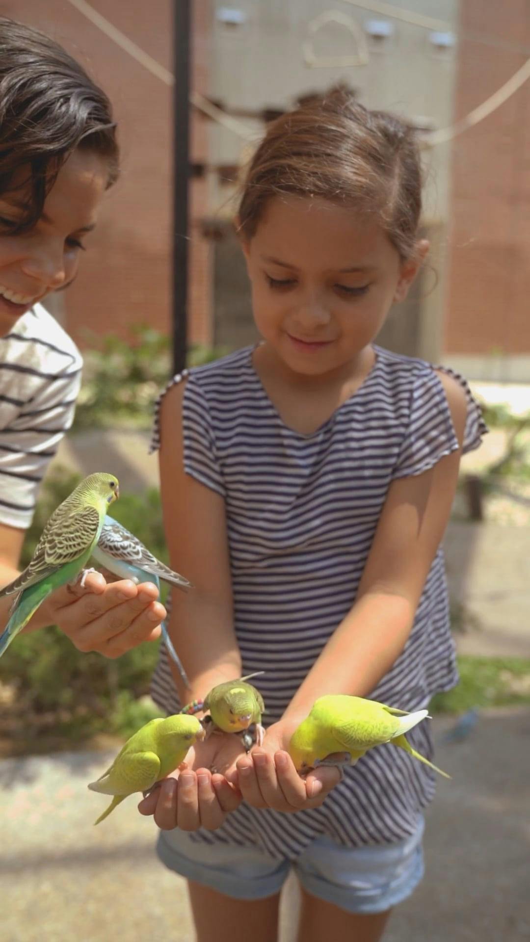 Woman and Child Feeding Parrots Free Stock Video Footage, Royalty-Free ...
