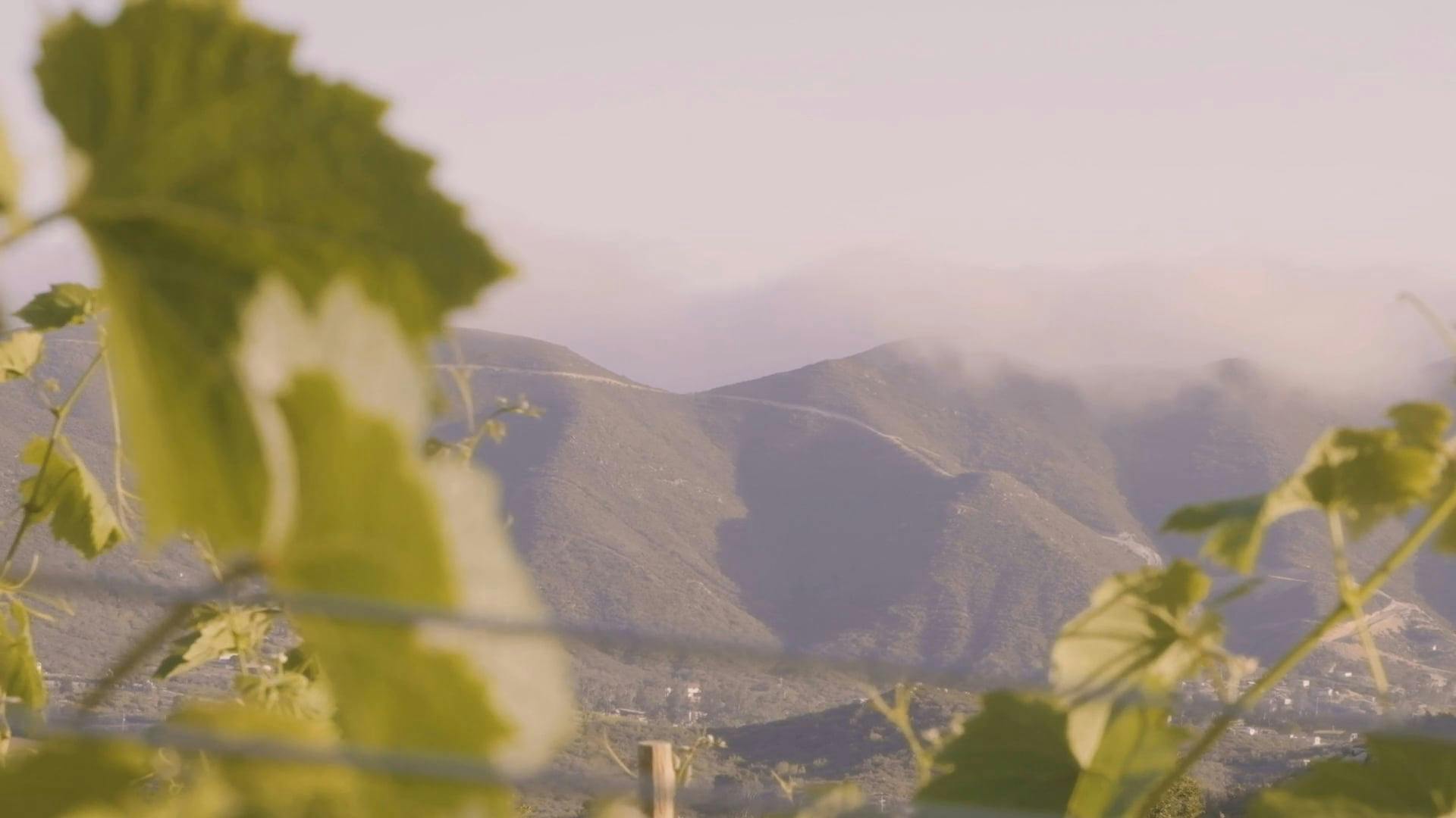 Close Up Video of Leaves Moving by the Wind Free Stock Video Footage ...